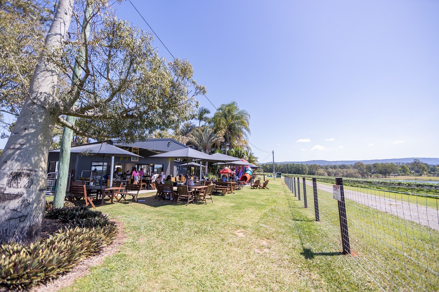 Berry exciting: Strawberry farmers open new café to sweeten your day