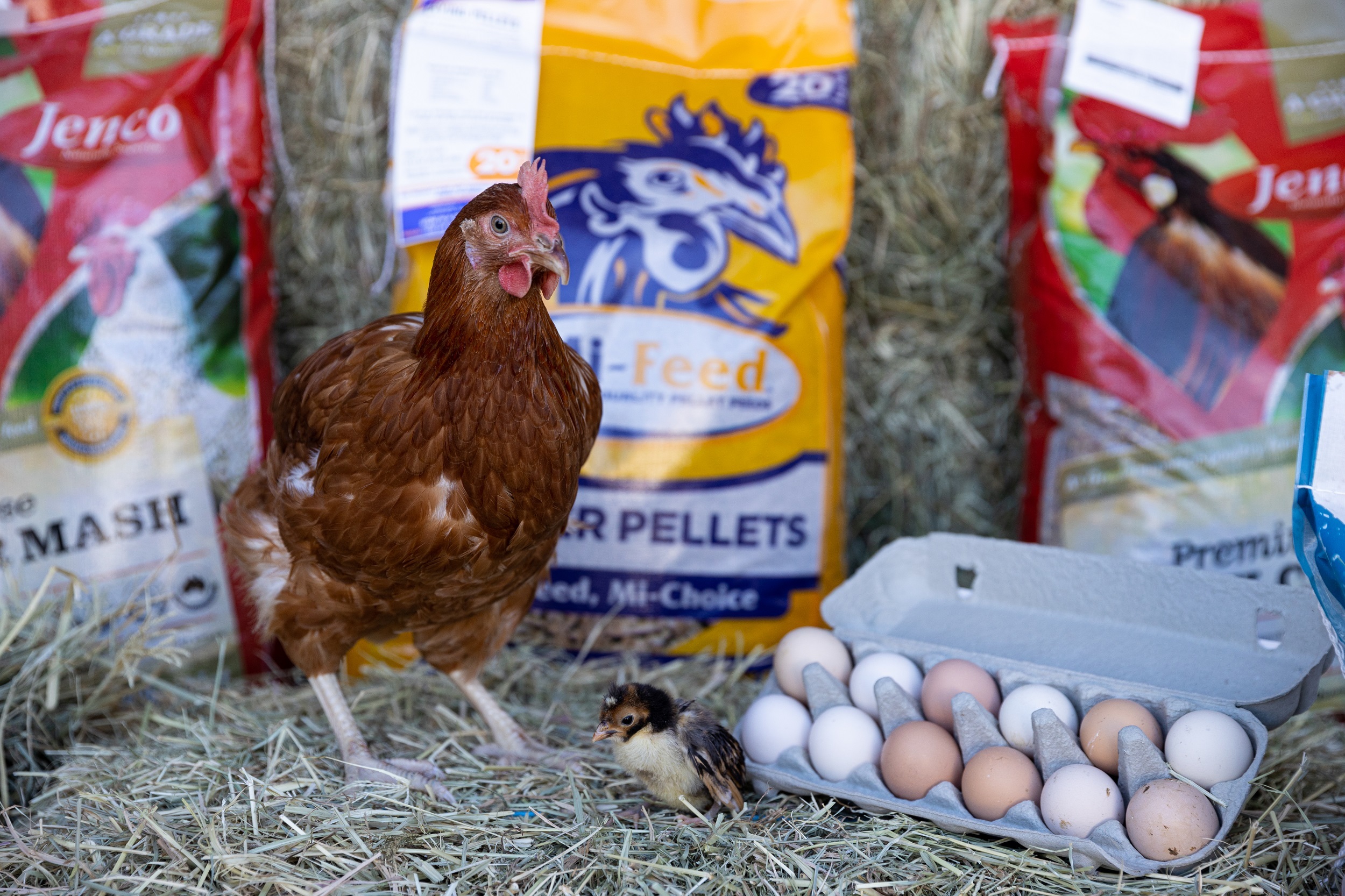 Eggcellent tips for keeping chooks