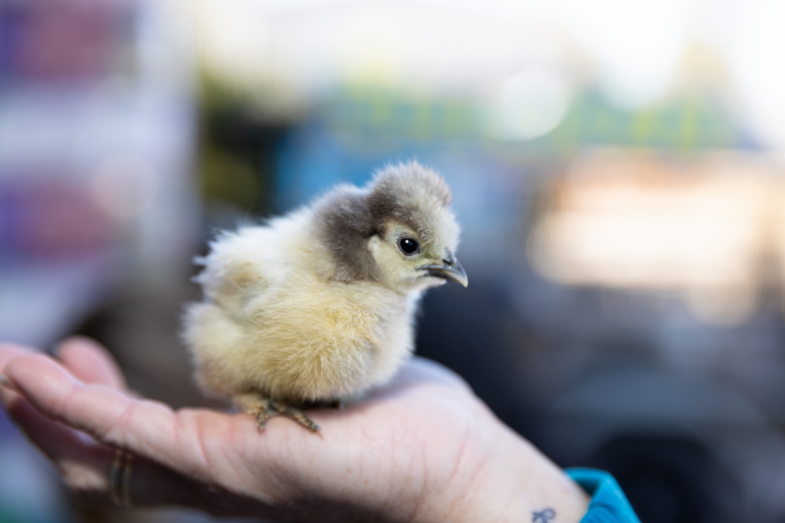 Eggcellent tips for keeping chooks