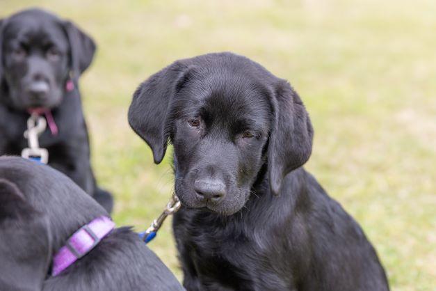 Your chance to meet Guide Dog pups at open day