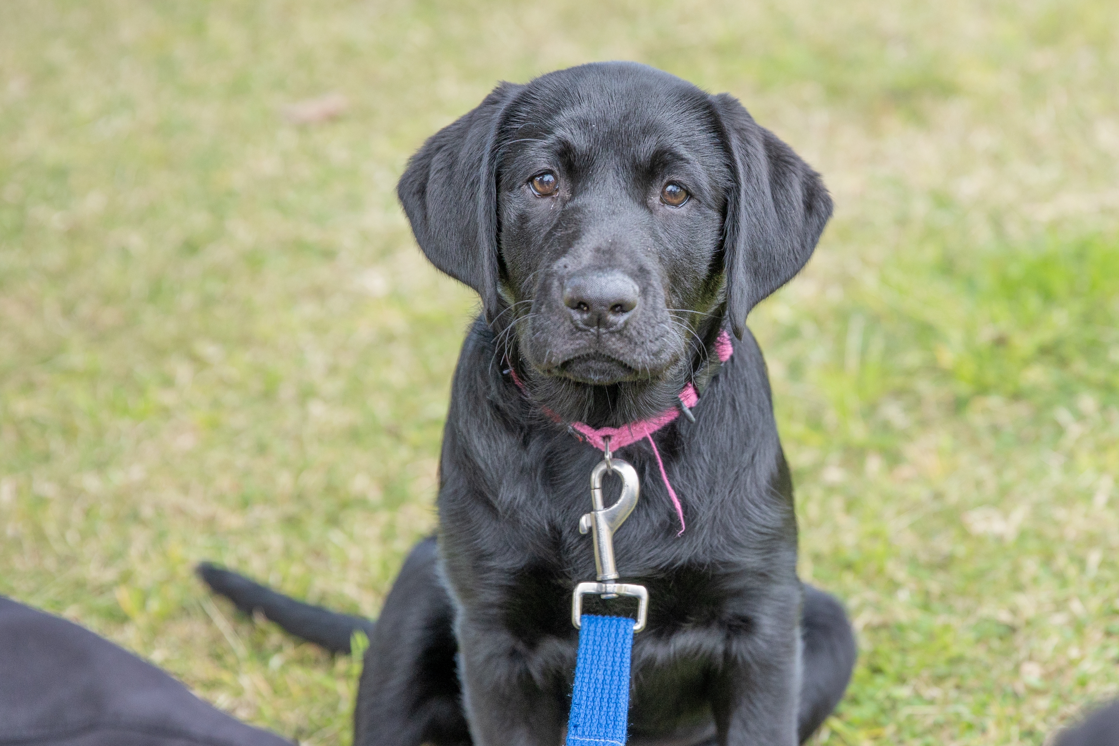 Your chance to meet Guide Dog pups at open day