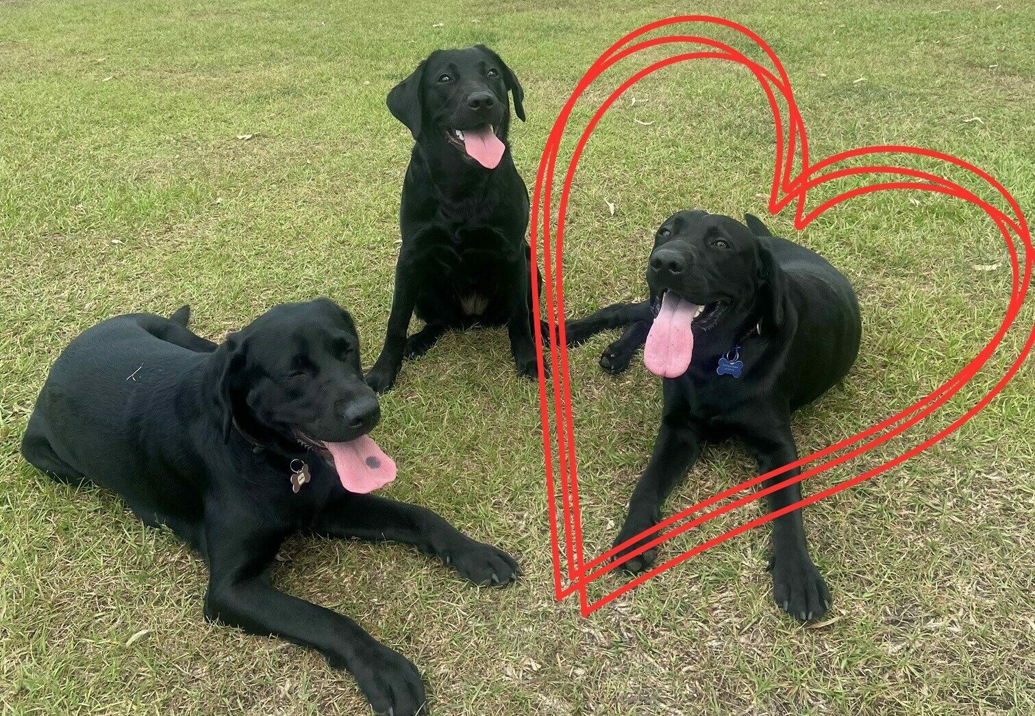 Guide Dog Davey learning the ropes