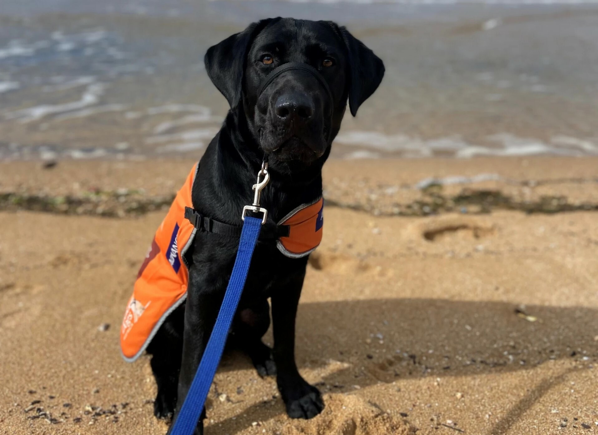 Guide Dog Davey learning the ropes