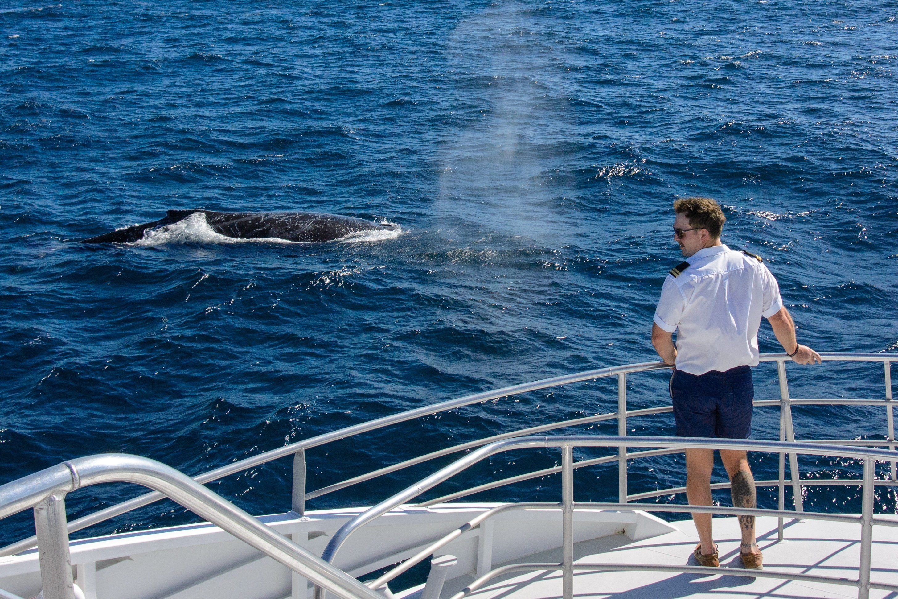 Whale Mail July: Whale watching, Moreton Bay