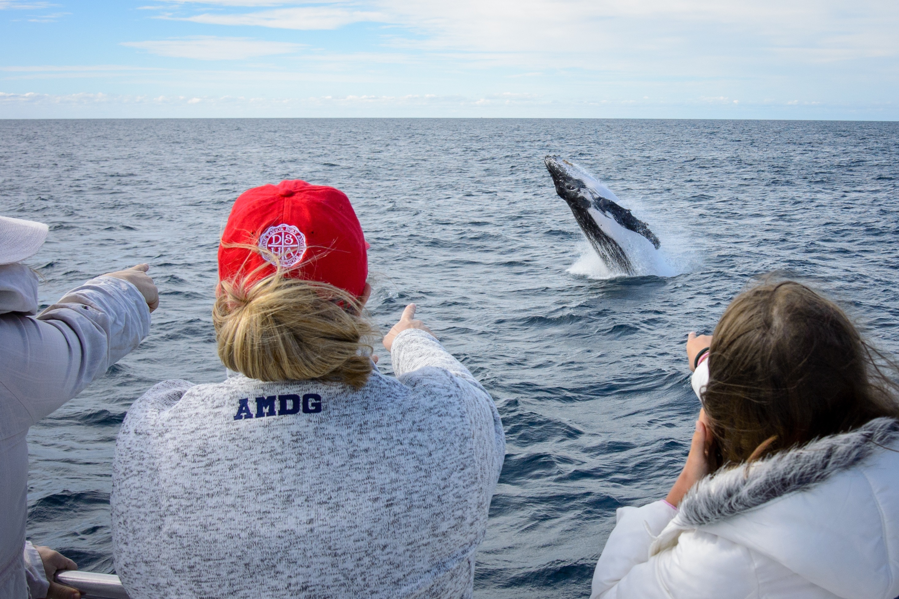 Whale Mail July: Whale watching, Moreton Bay