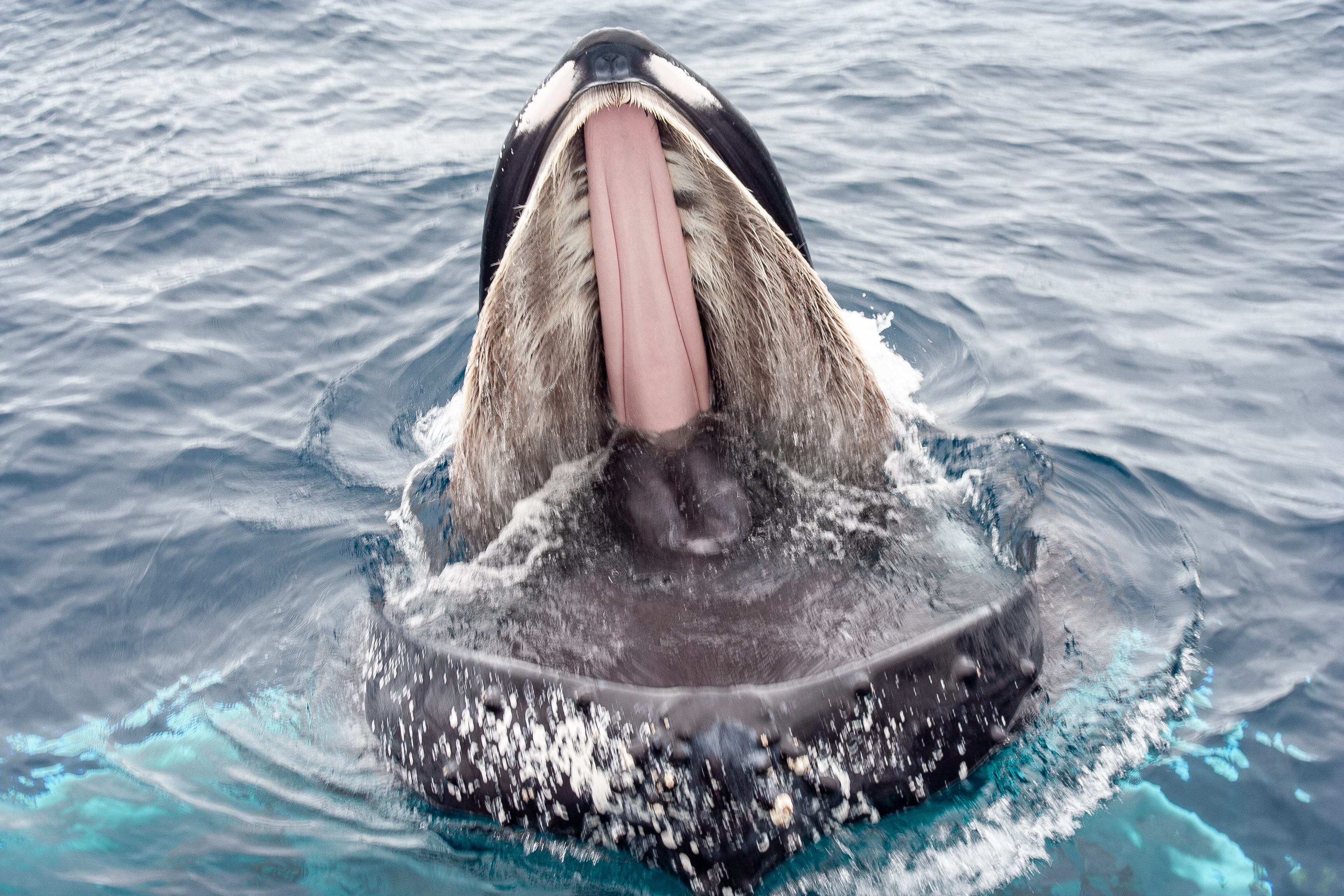 Captain Kerry’s whale of a time at sea