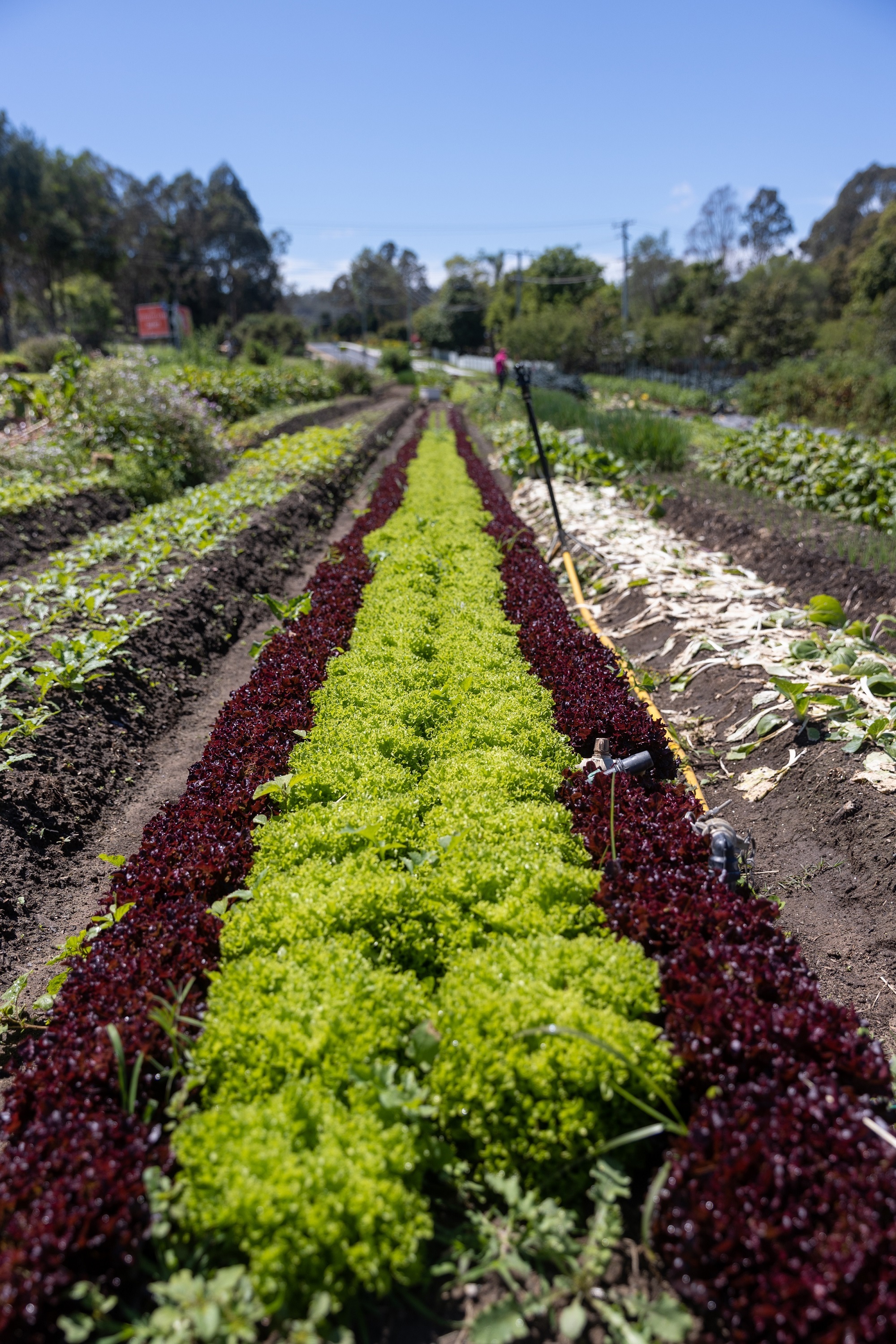 Mini farm to close - and reopen