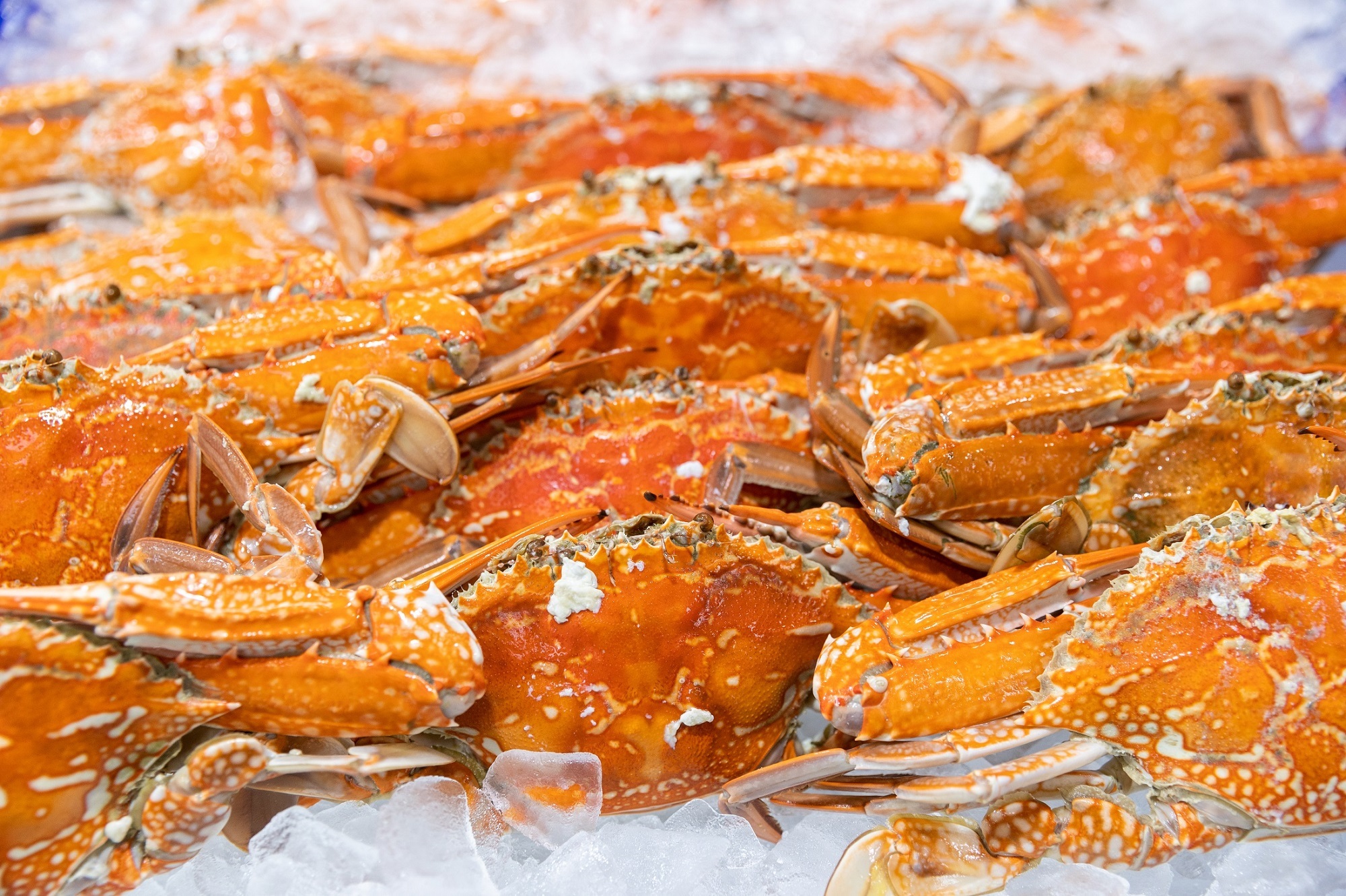 Head to Morgans Seafood for the best catch this summer