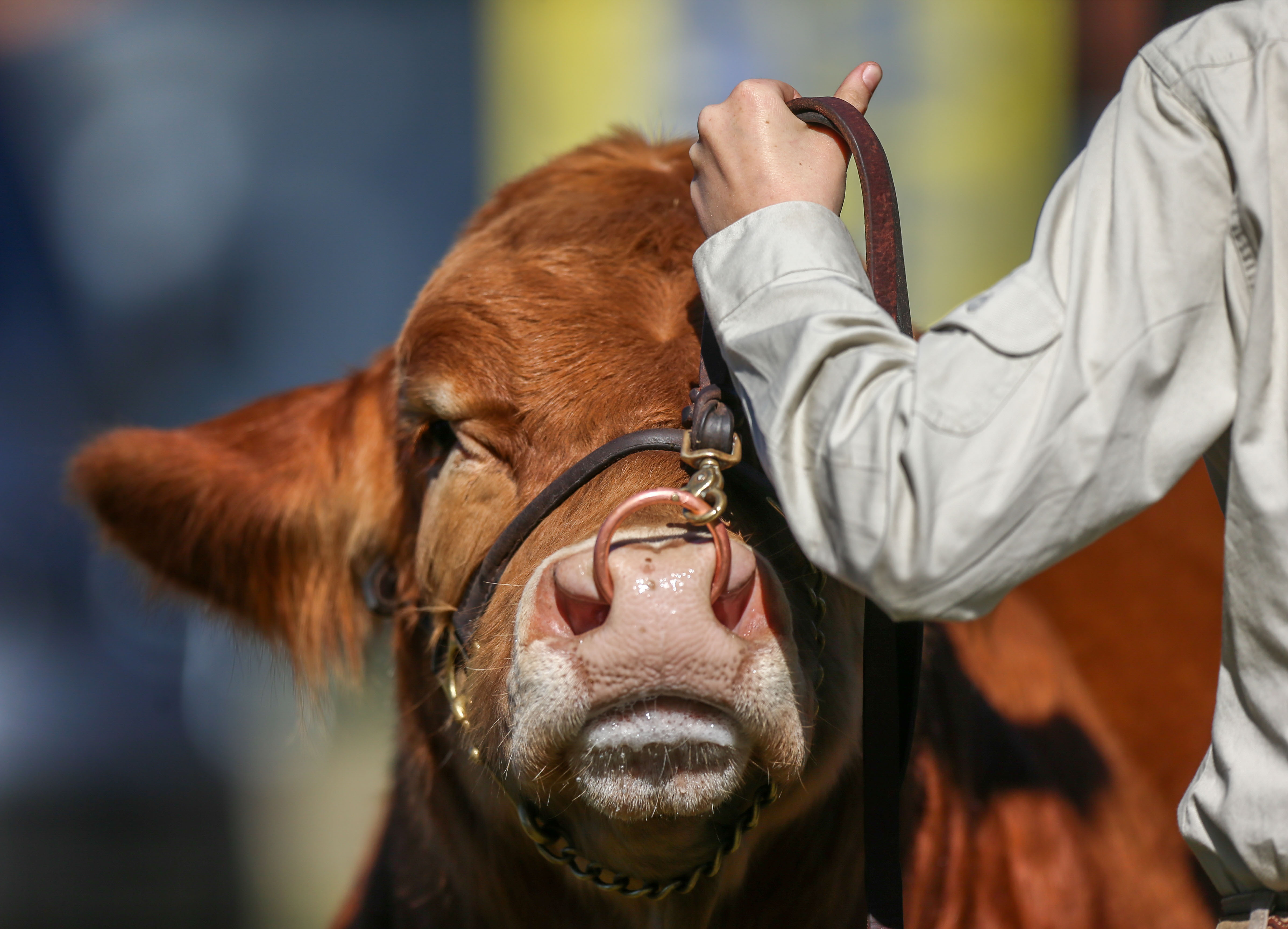 Your guide to the 2025 Redcliffe Show