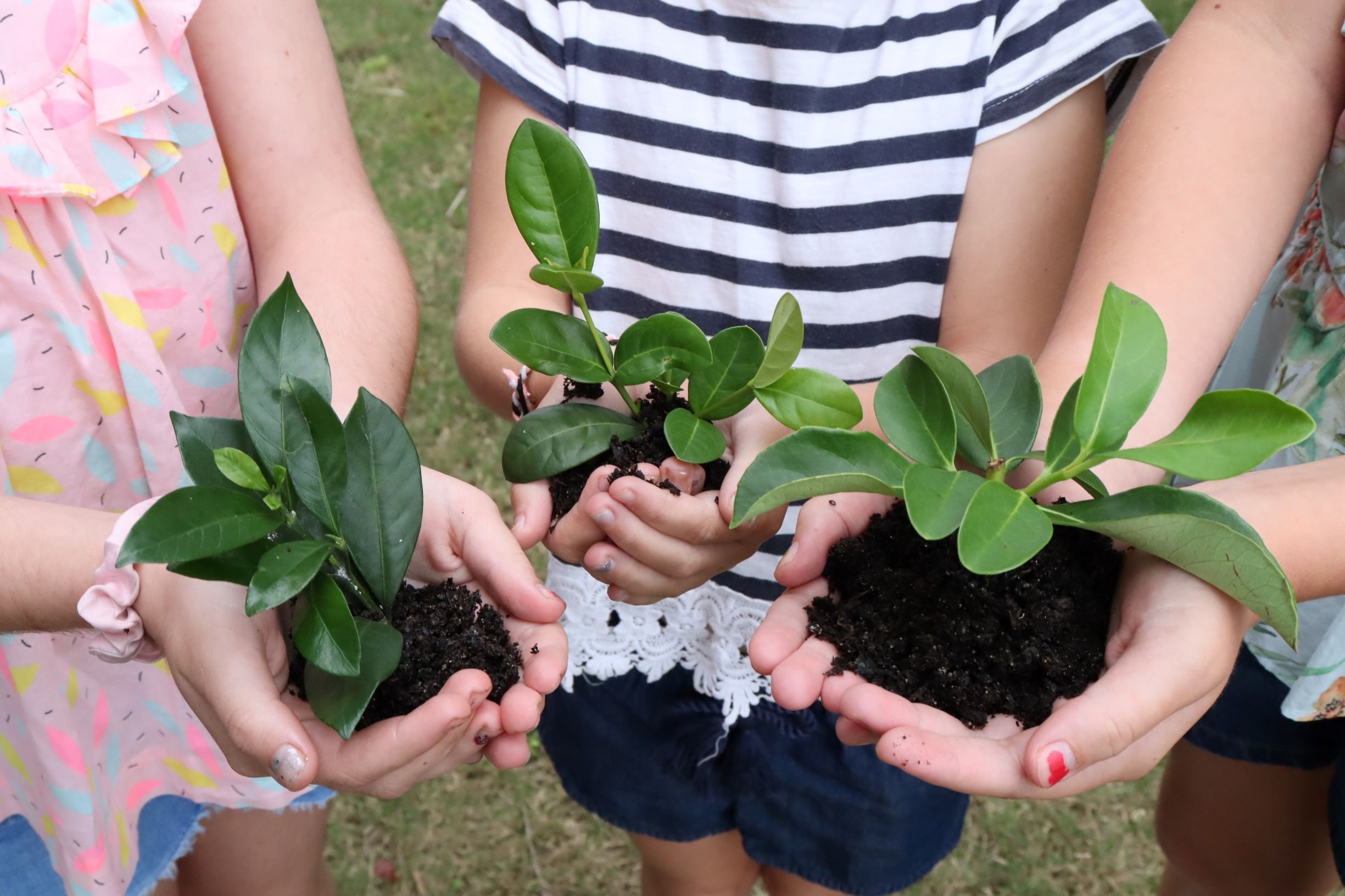 Celebrate National Tree Planting Day