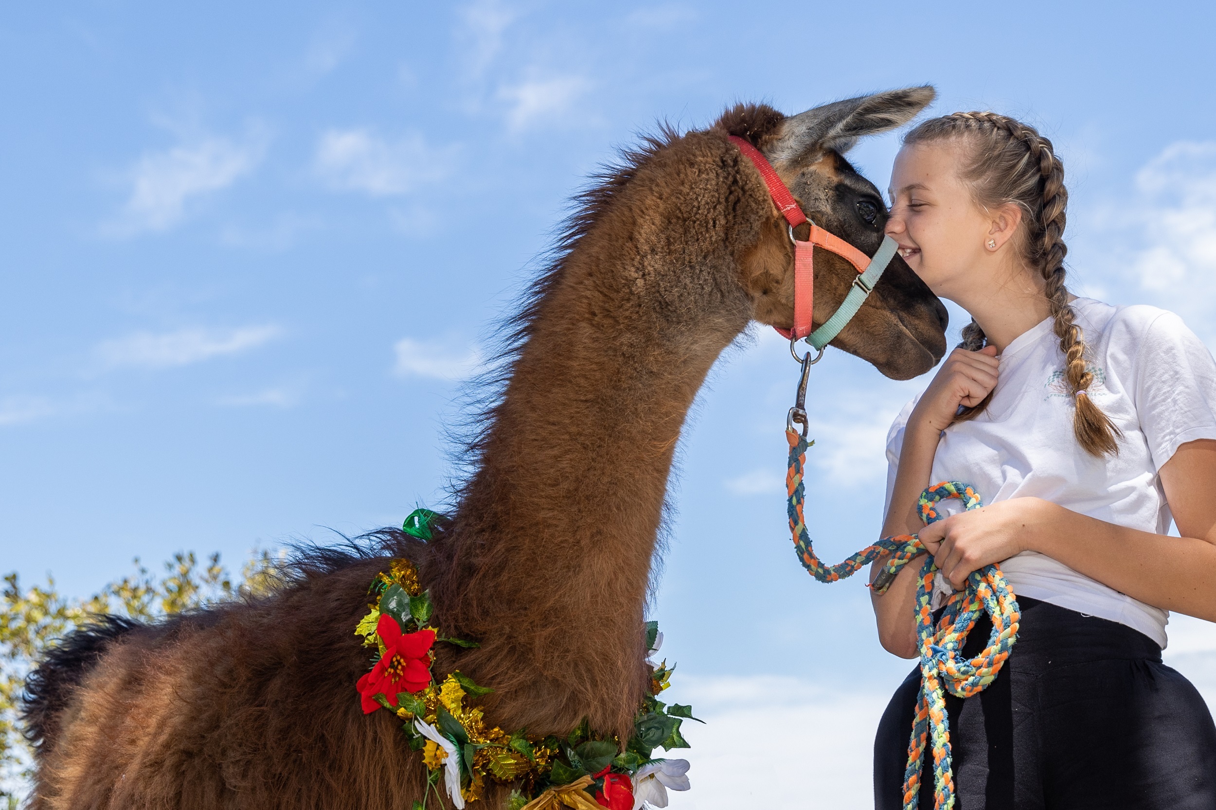 Christmas llamas coming to town
