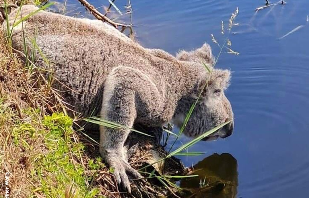 Tragic outcome for 'malnourished' koala