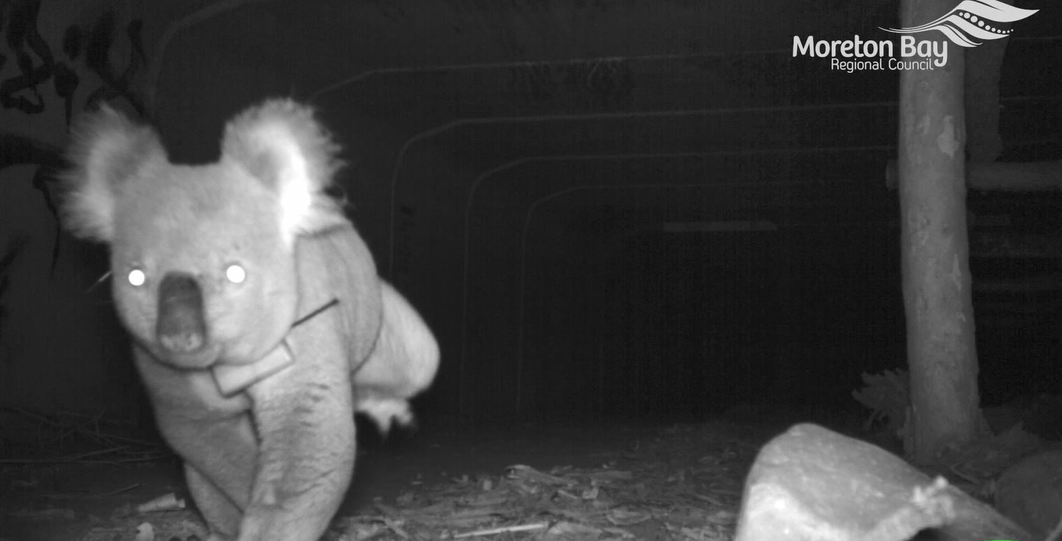 Council ‘spying’ on koalas to keep them safe