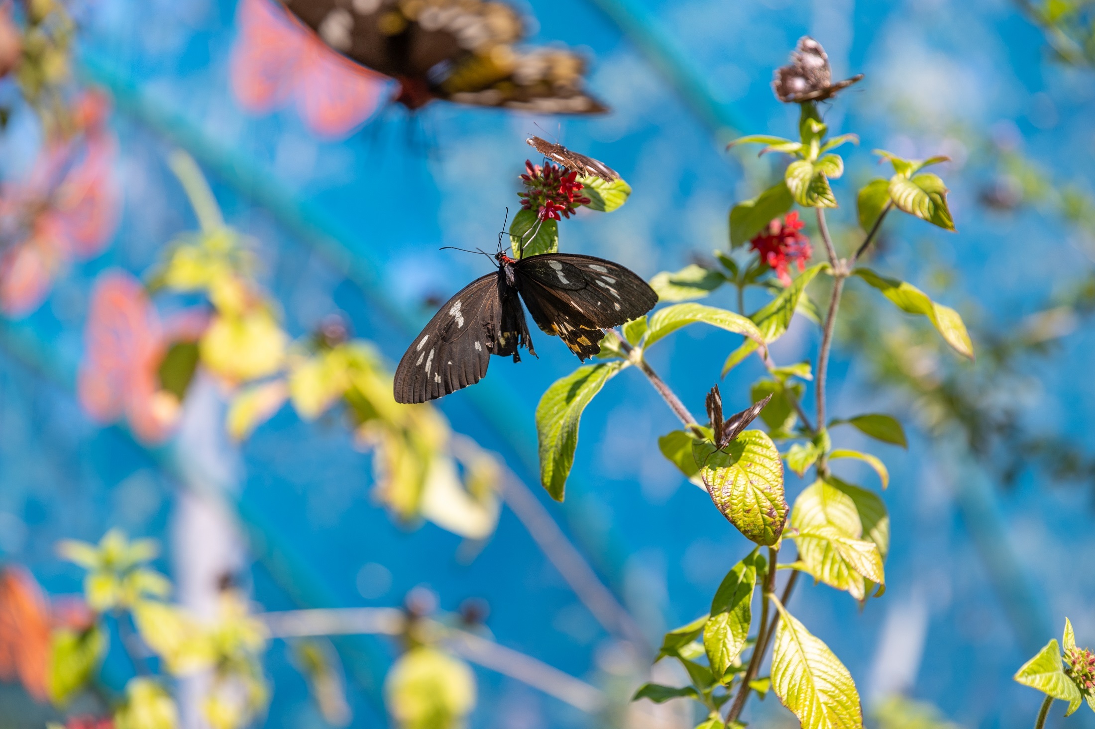 More butterflies to emerge as spring blooms