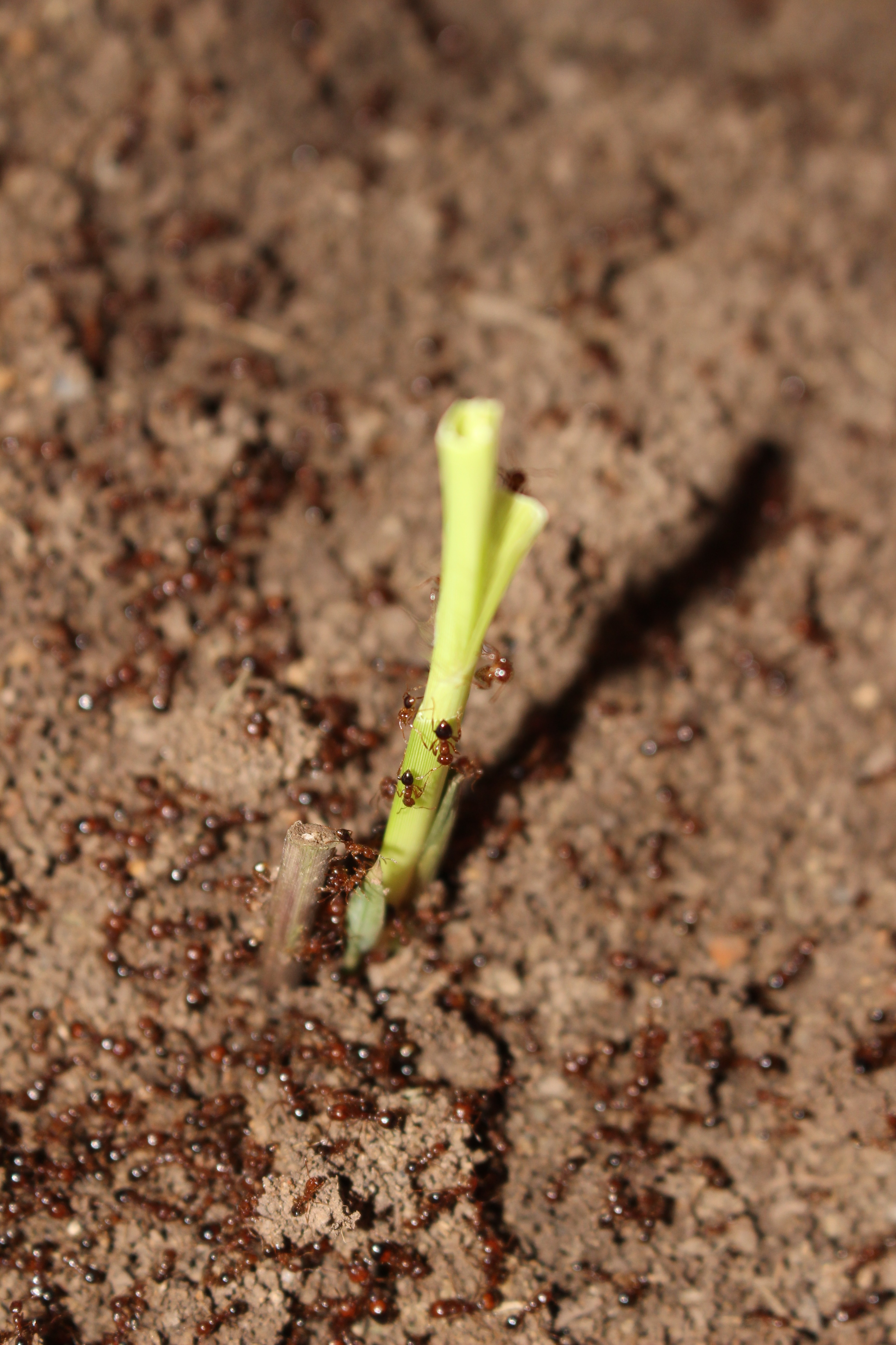 Two more fire ant nests found in Moreton Bay