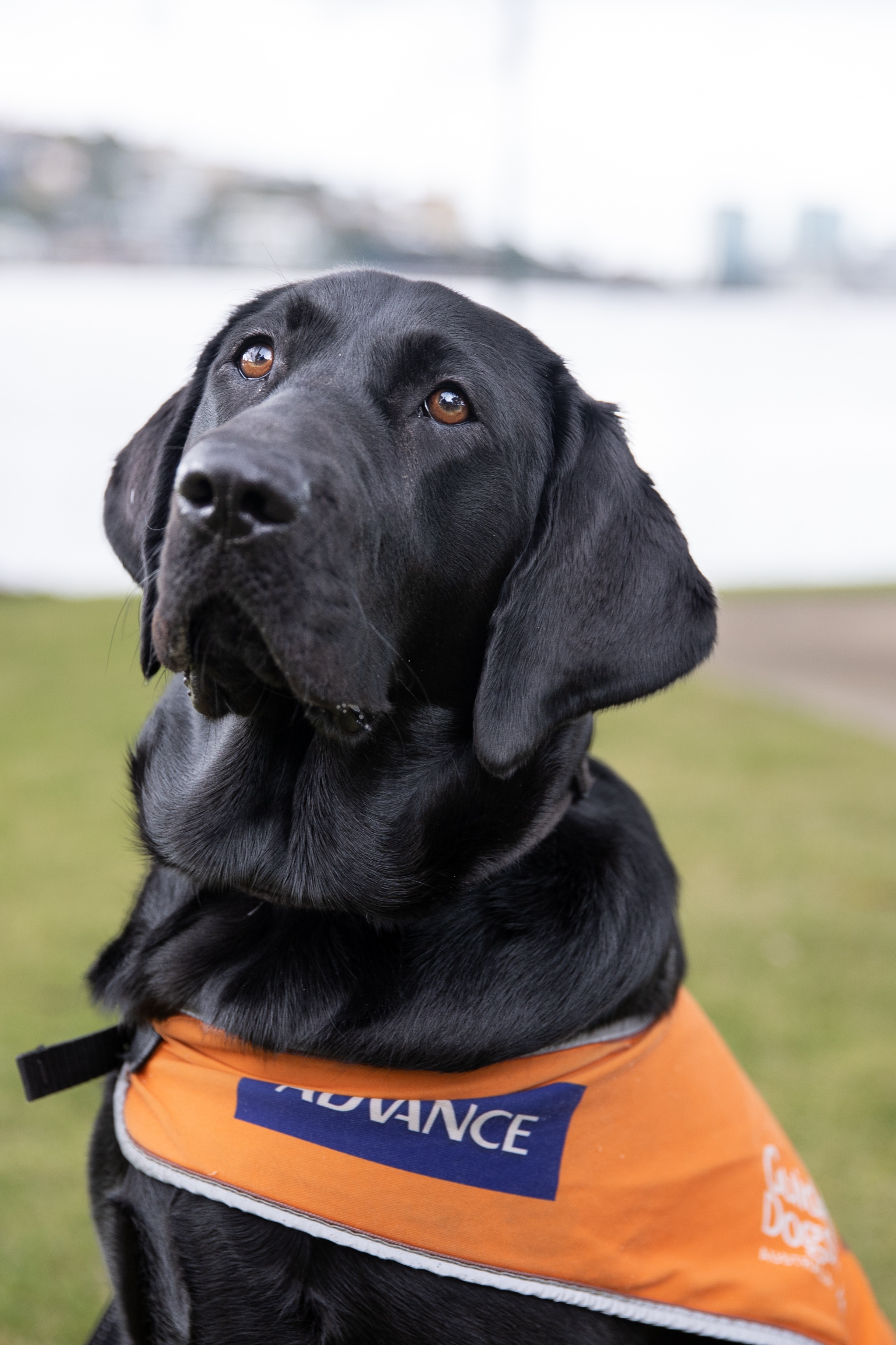 How to interact with Guide Dogs