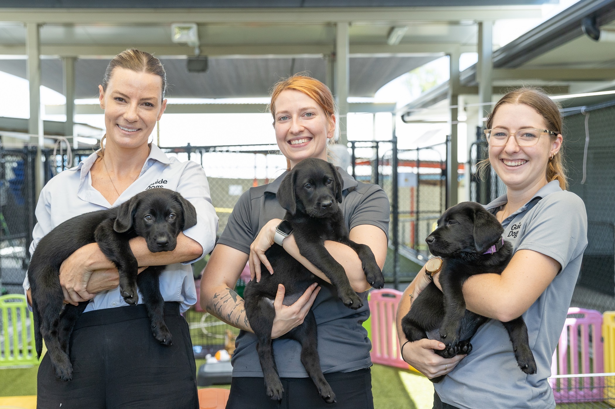 Adorable labrador puppies start their journey to become Guide Dogs