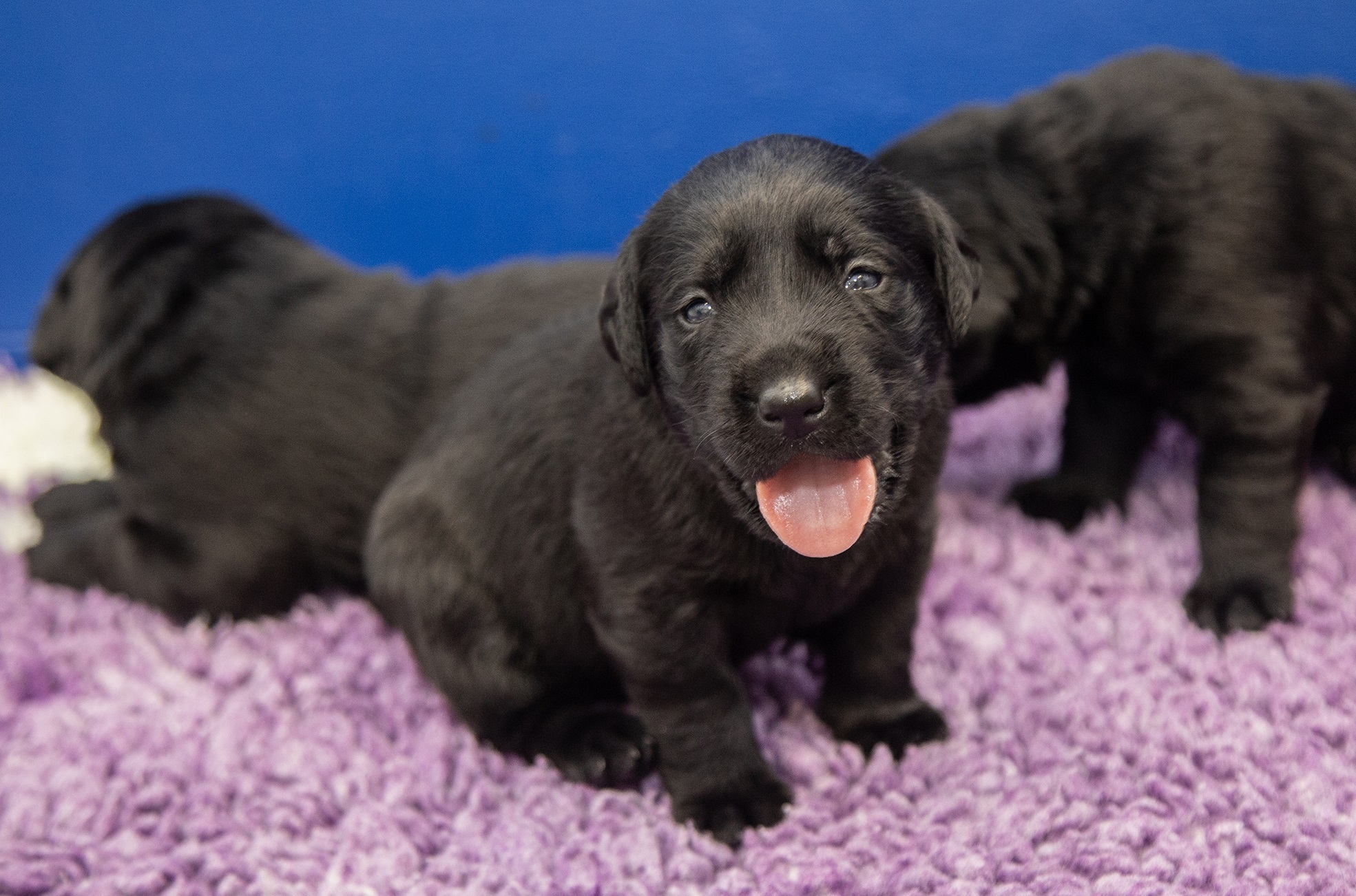 How to interact with Guide Dogs