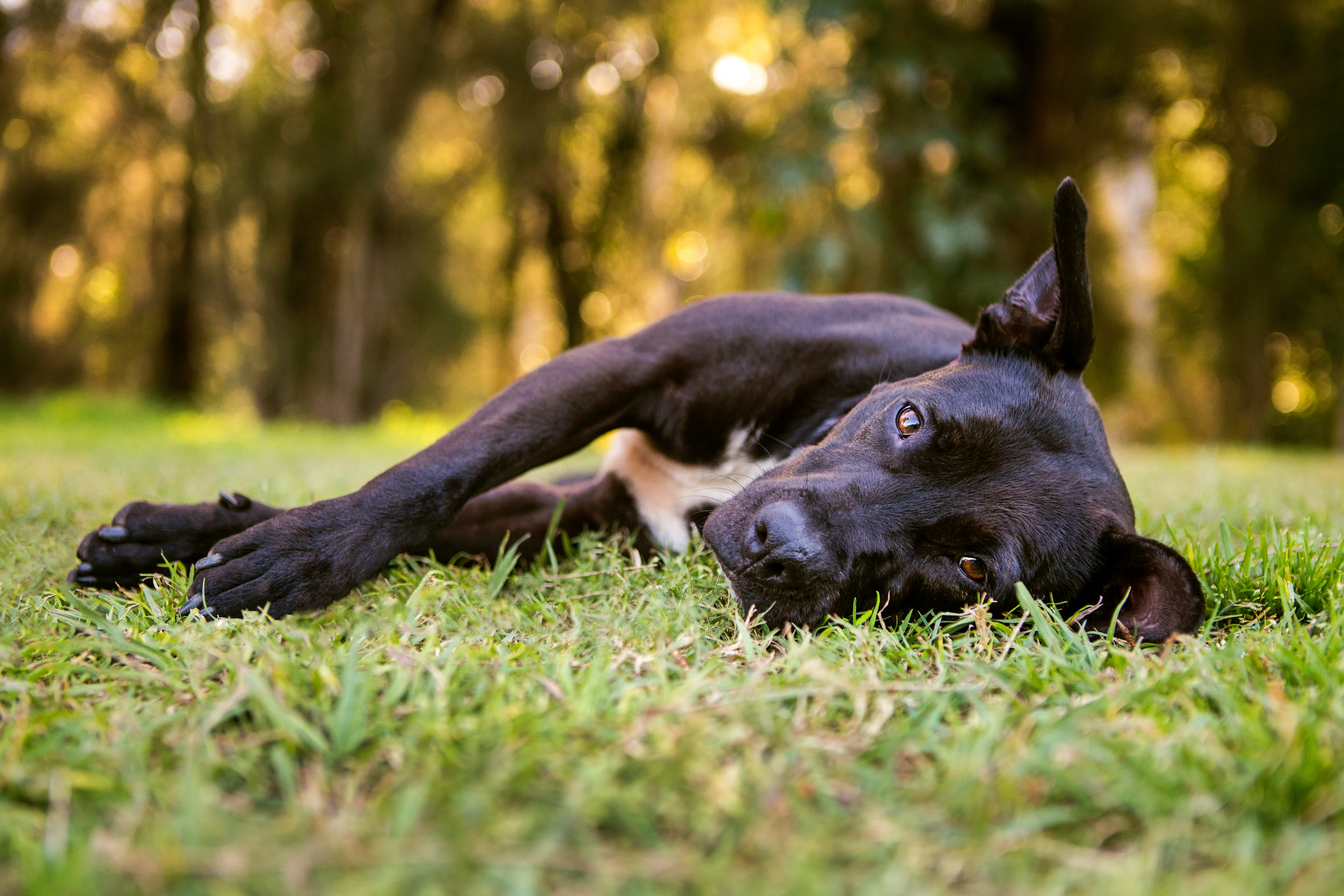 Peninsula Animal Aid’s call for help