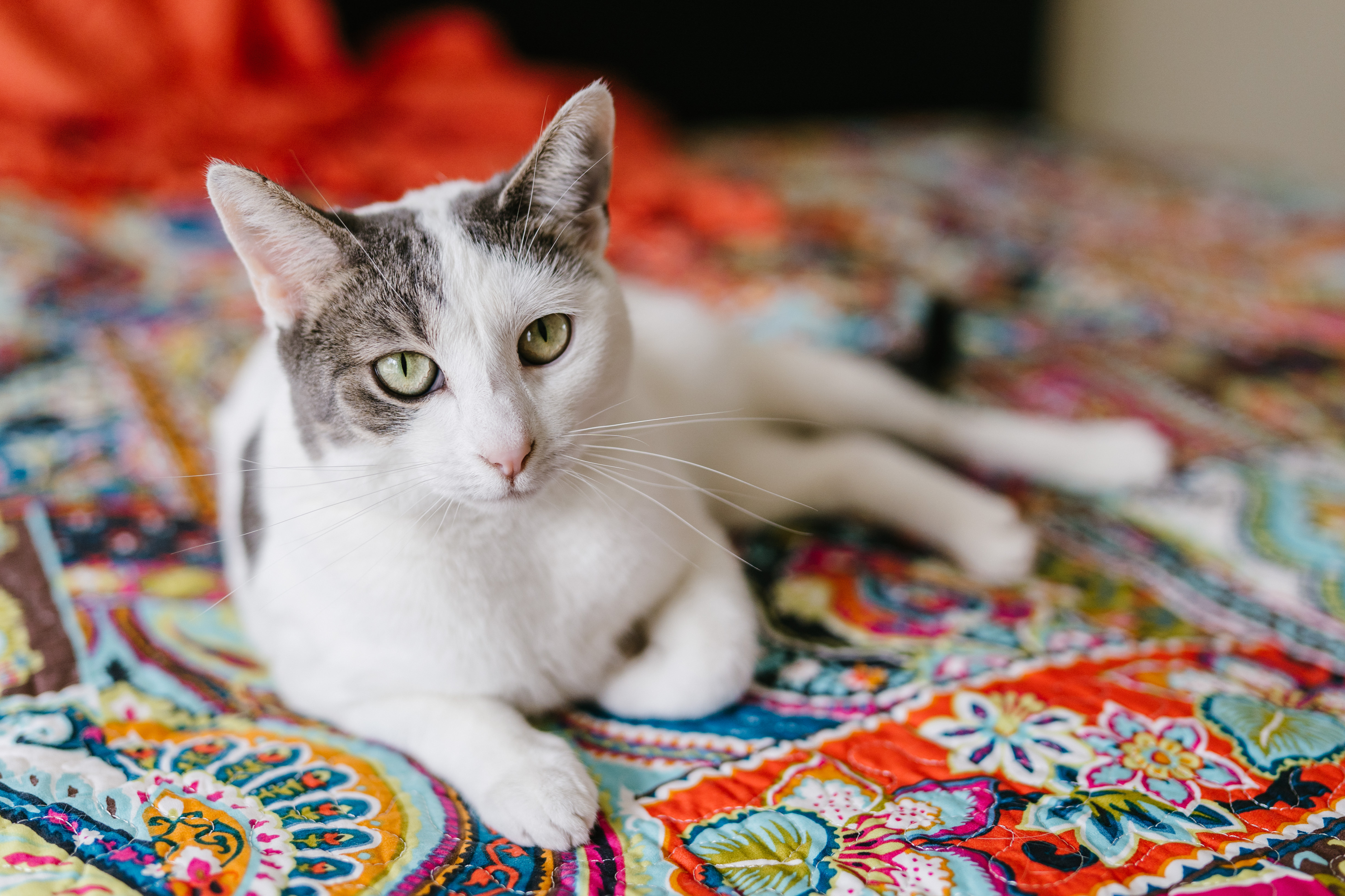 Peninsula Animal Aid’s call for help