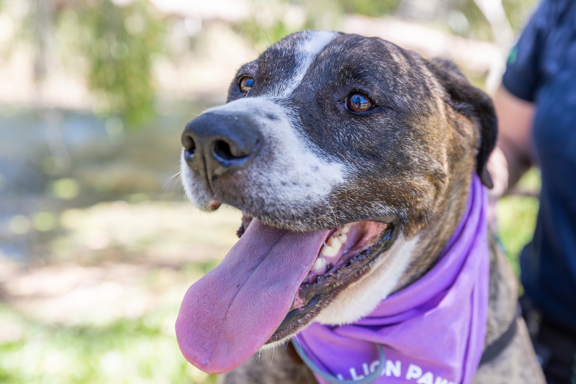 Be a hero for animals in need