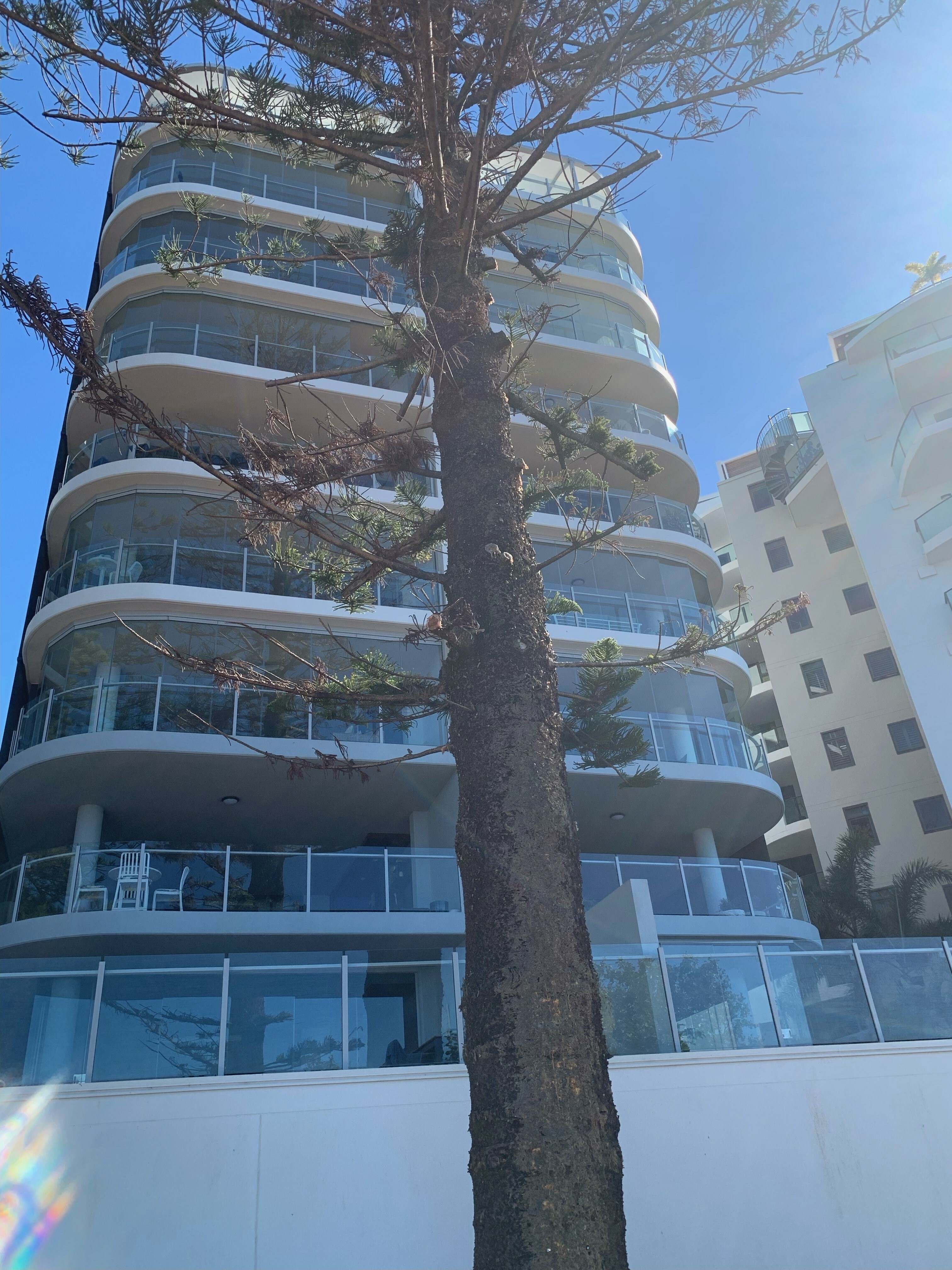 Poisoned tree cut down