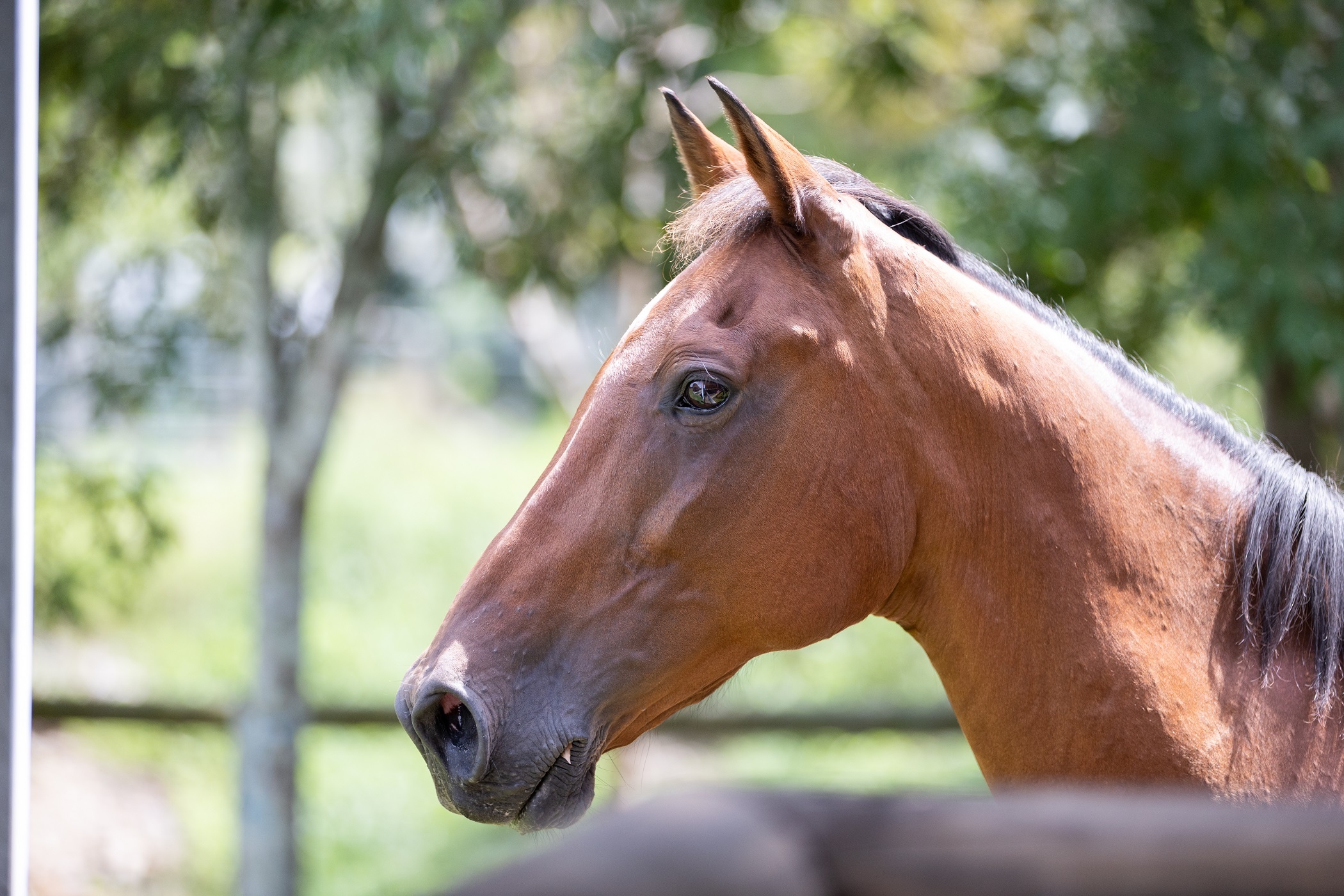 Volunteers needed to help disabled riders