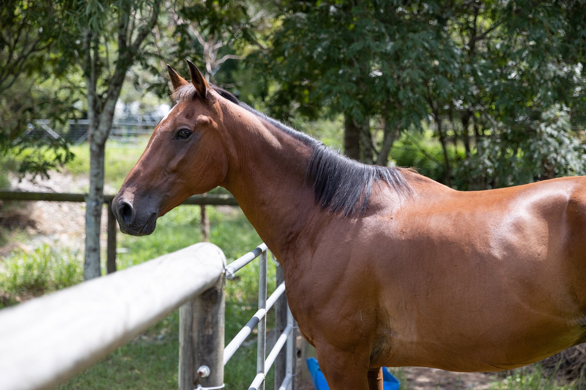 Volunteers needed to help disabled riders