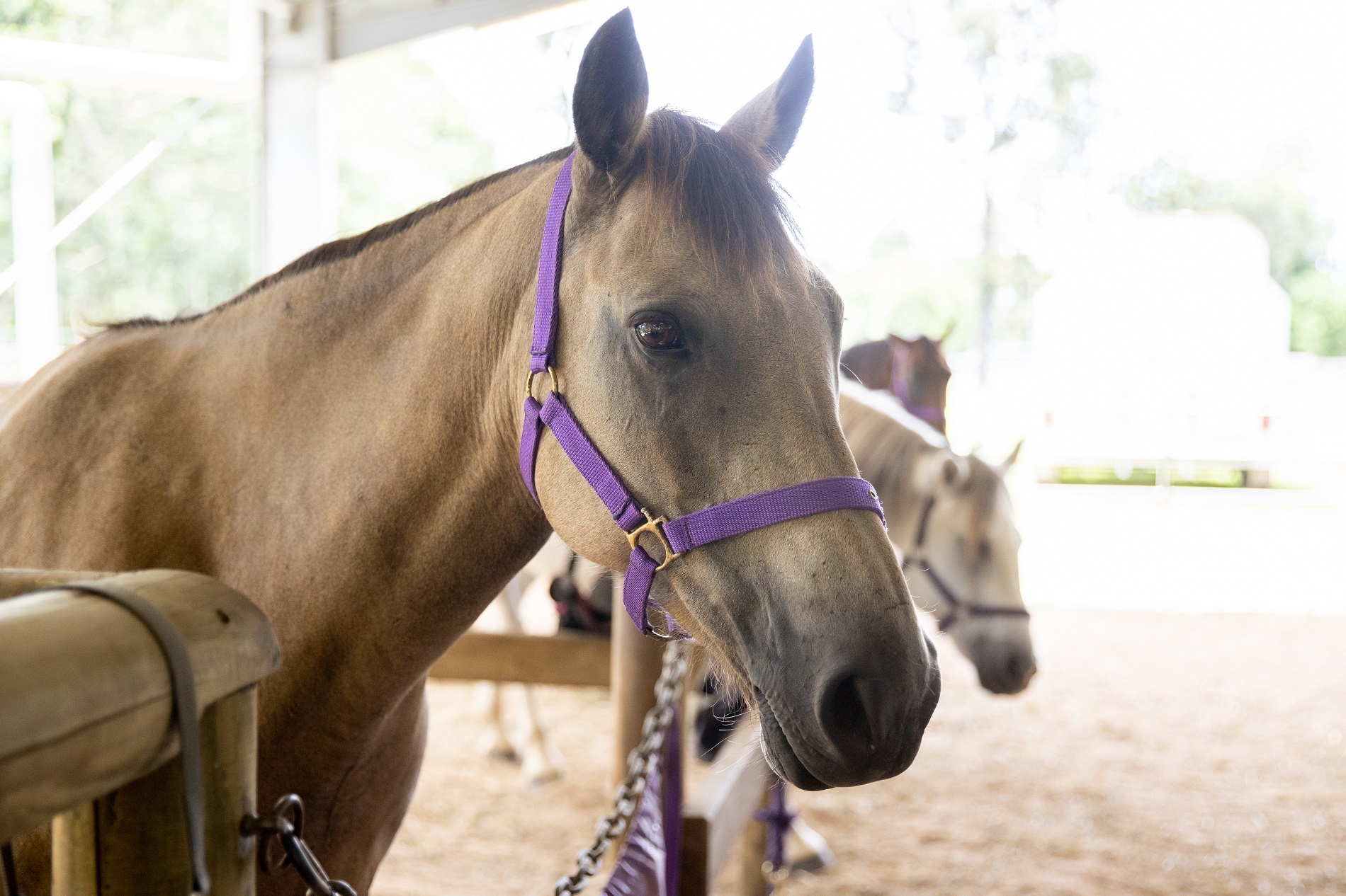 Volunteers needed to help disabled riders