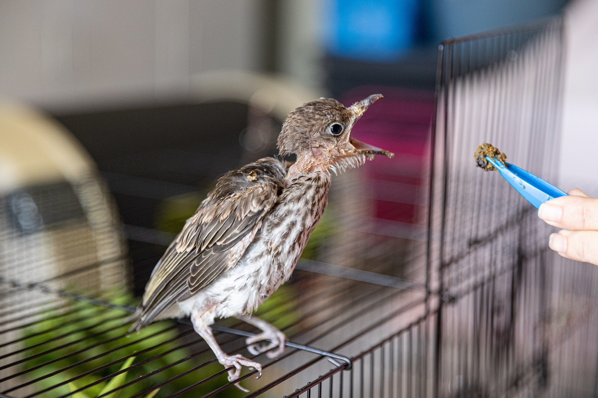 Meet the passionate carers saving native wildlife
