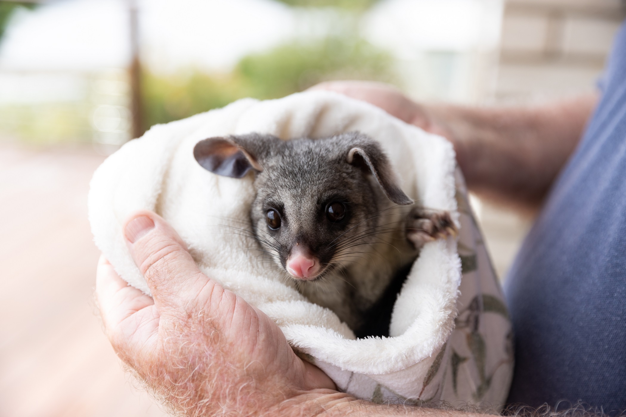 Couple’s kindness saves orphaned possums