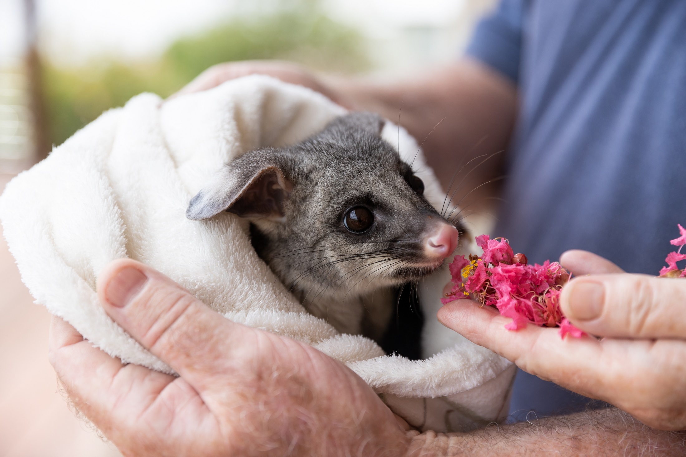 Couple’s kindness saves orphaned possums