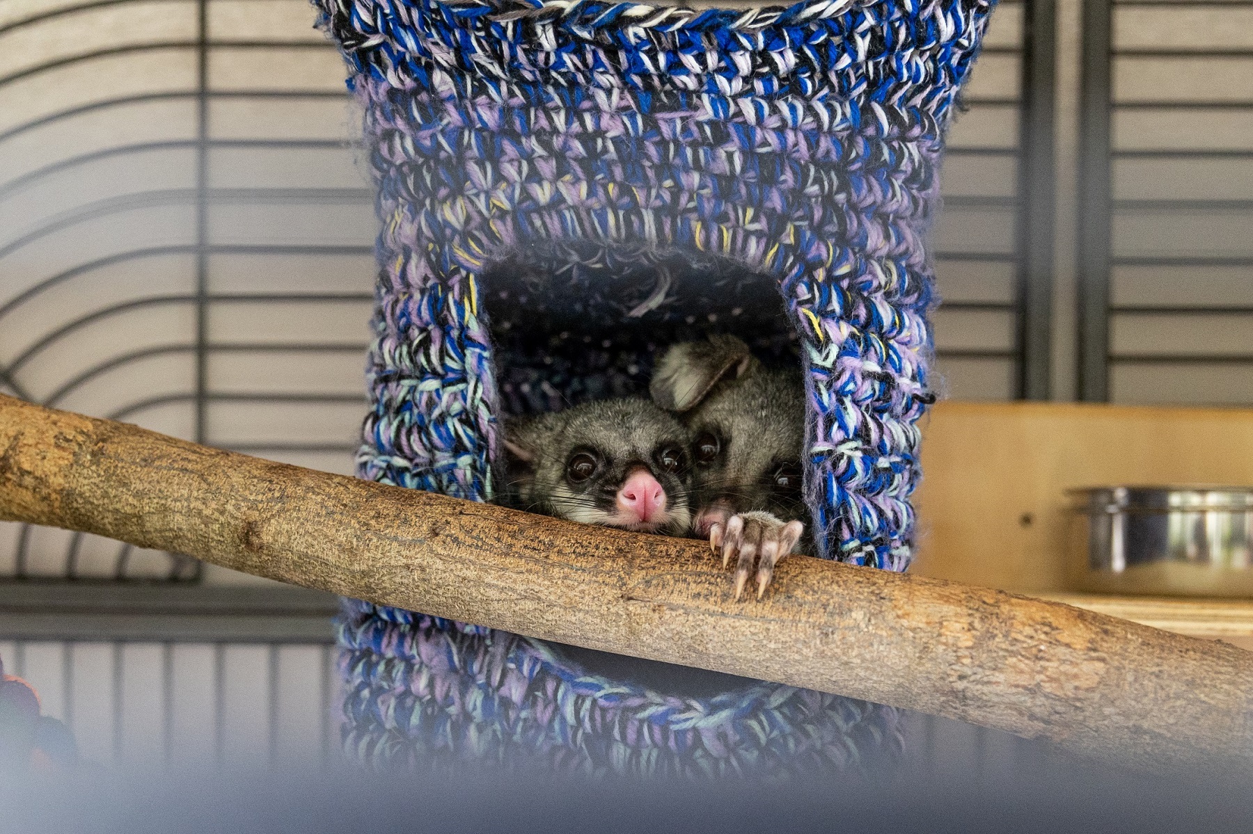 Couple’s kindness saves orphaned possums