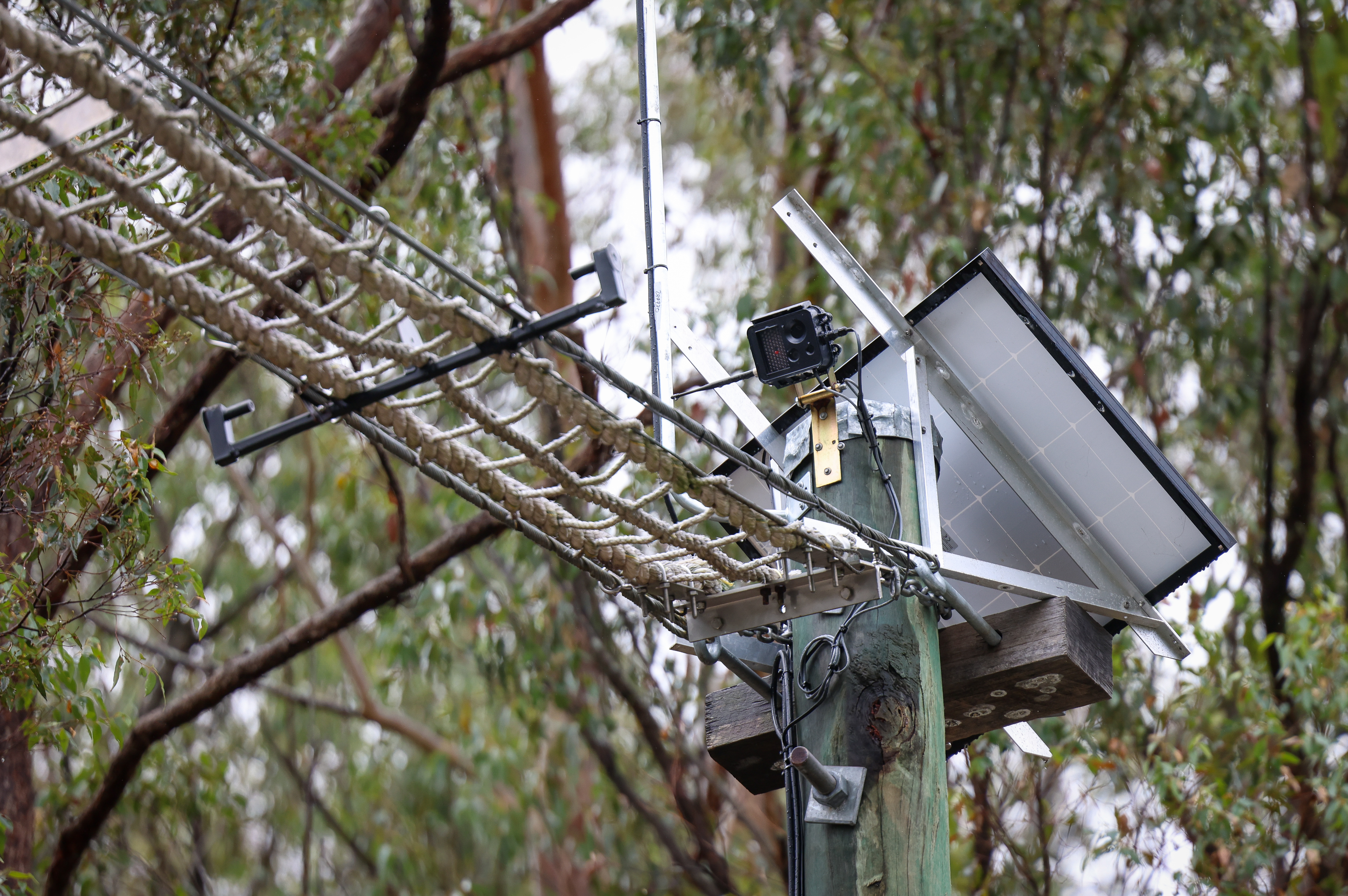 Koalas on camera - crossing safely