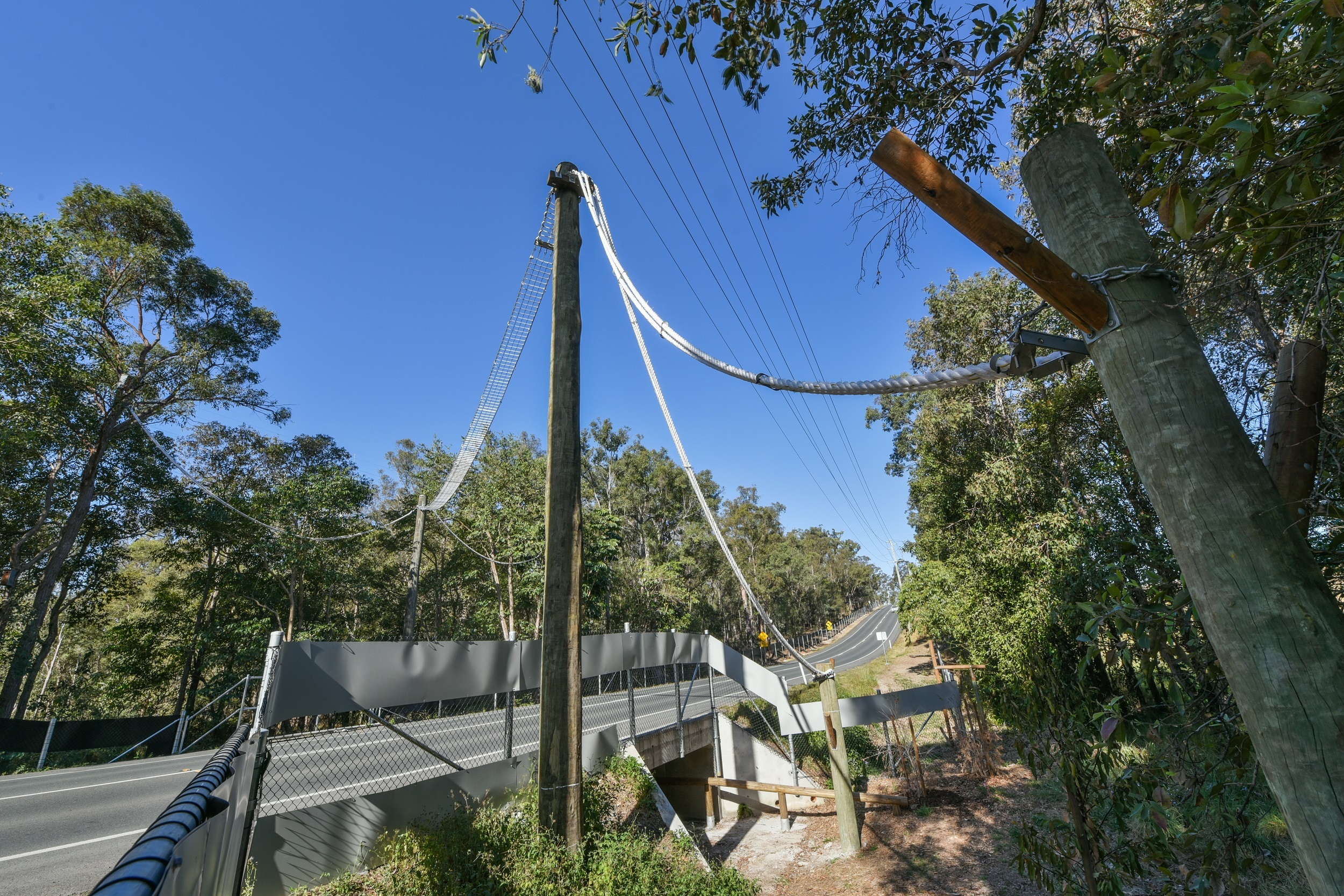 Koalas on camera - crossing safely