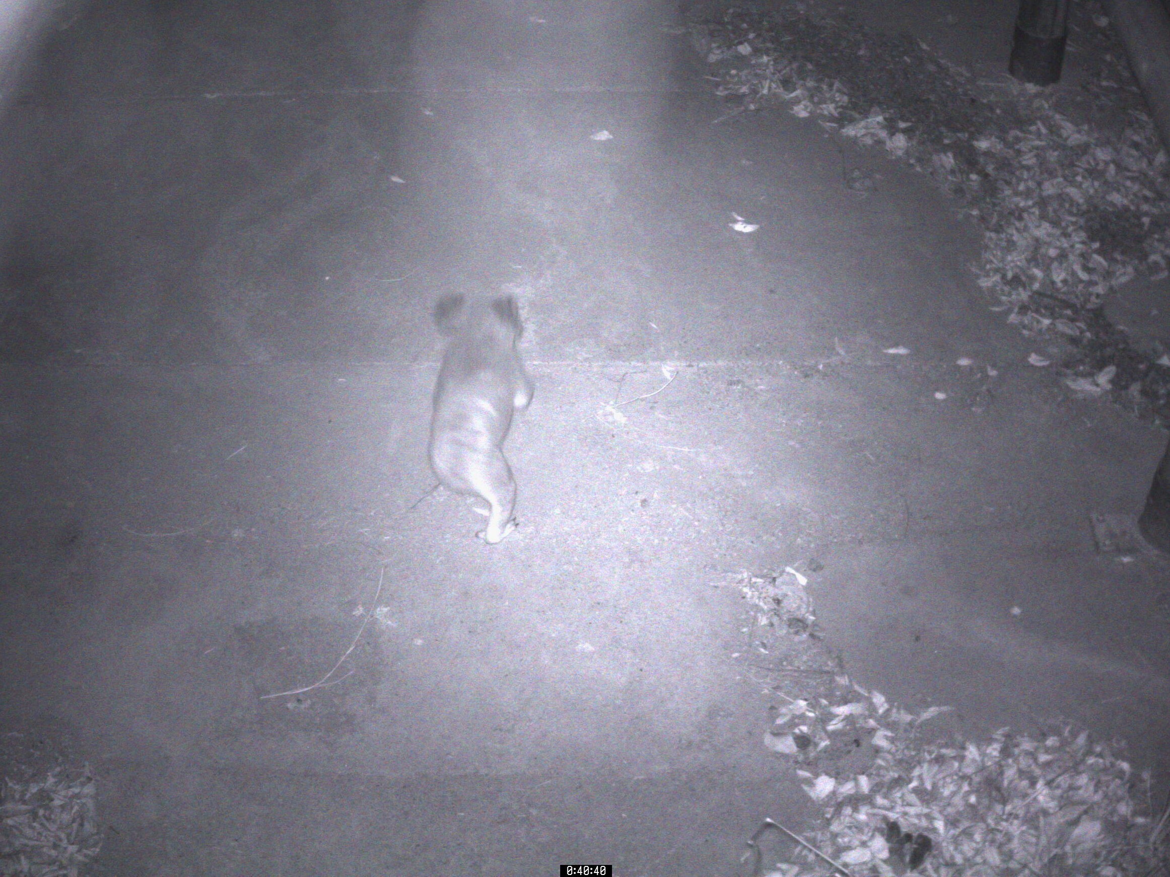 Koalas on camera - crossing safely