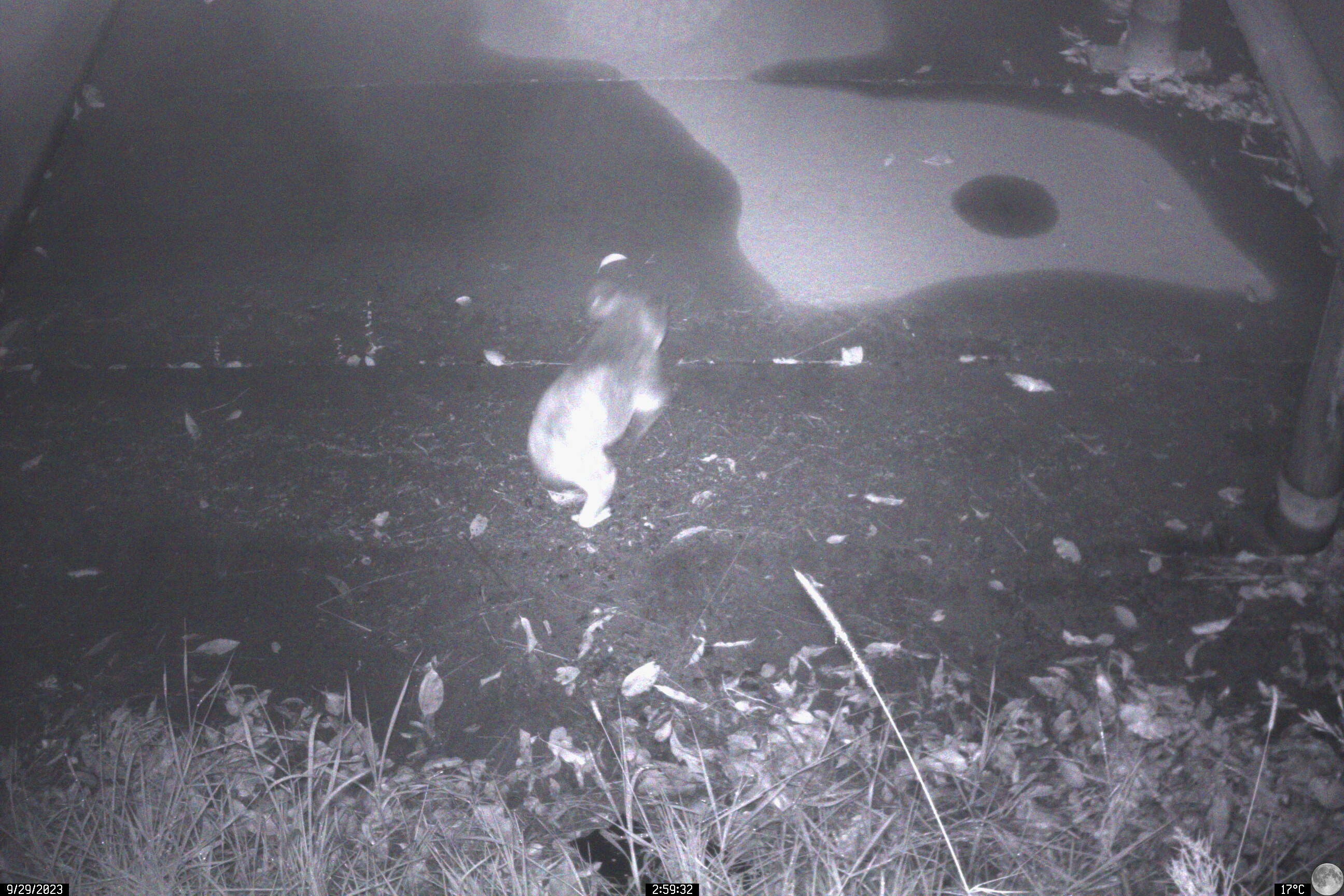 Koalas on camera - crossing safely