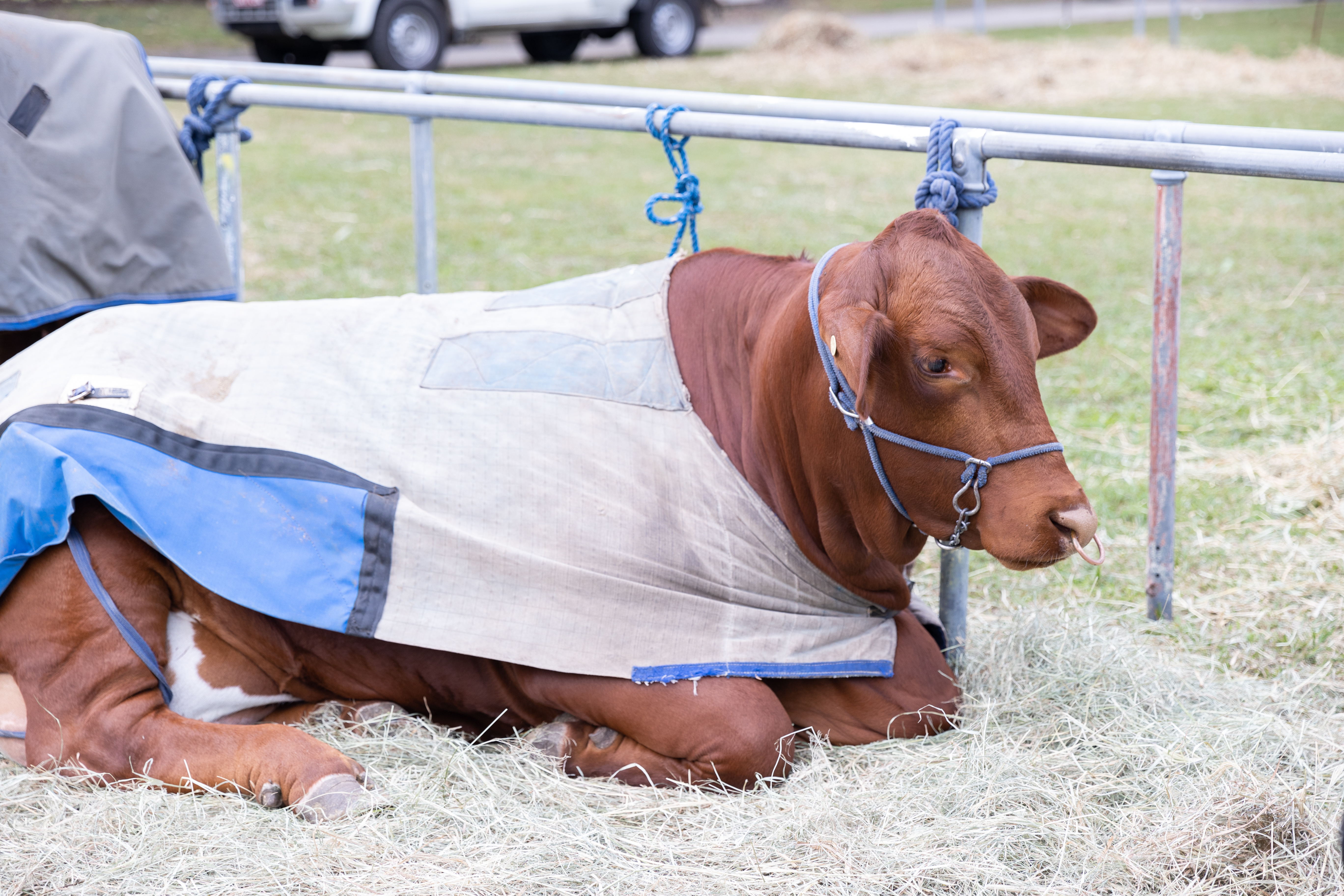 Photo gallery: Redcliffe Show 2024
