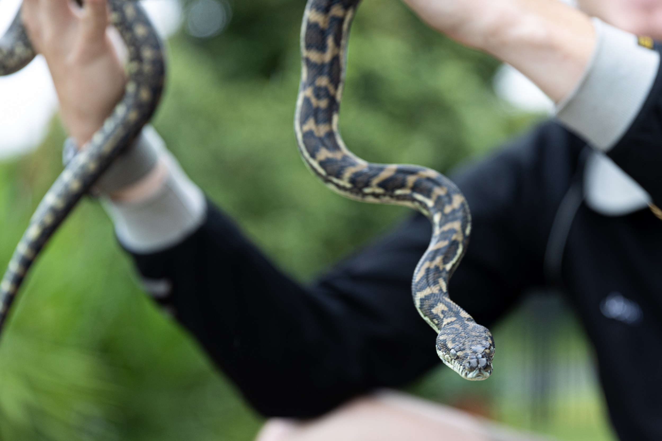 Busy season for snake catcher