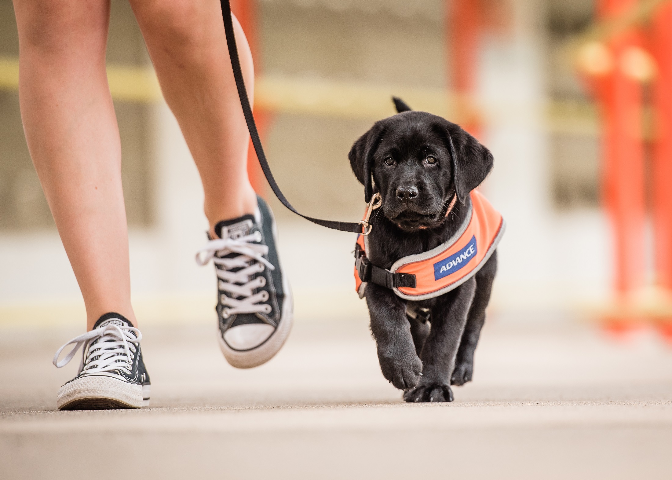 Put your best paw forward for Guide Dogs