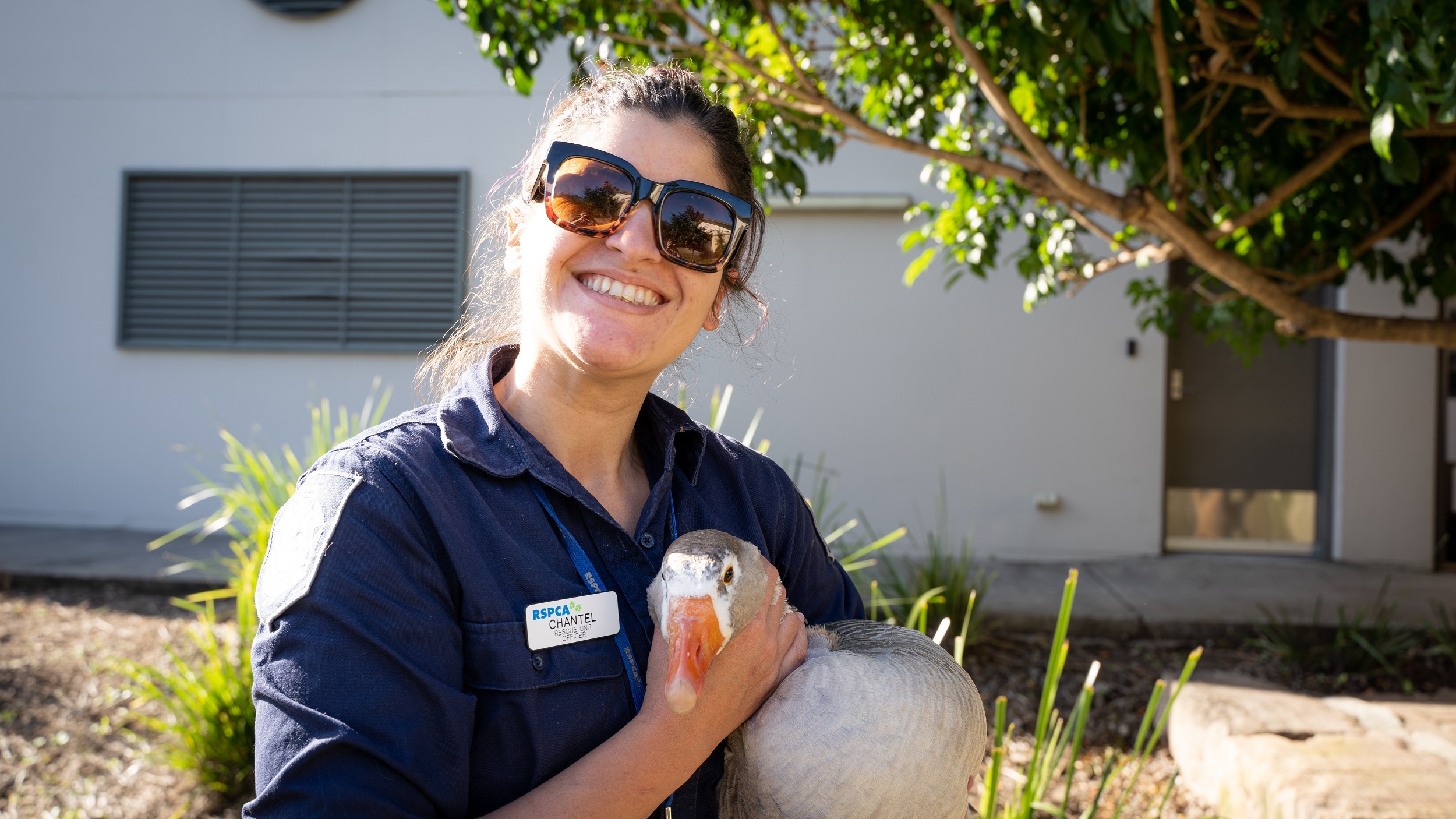 RSPCA wildlife carers sent on wild goose chase to rescue sick bird