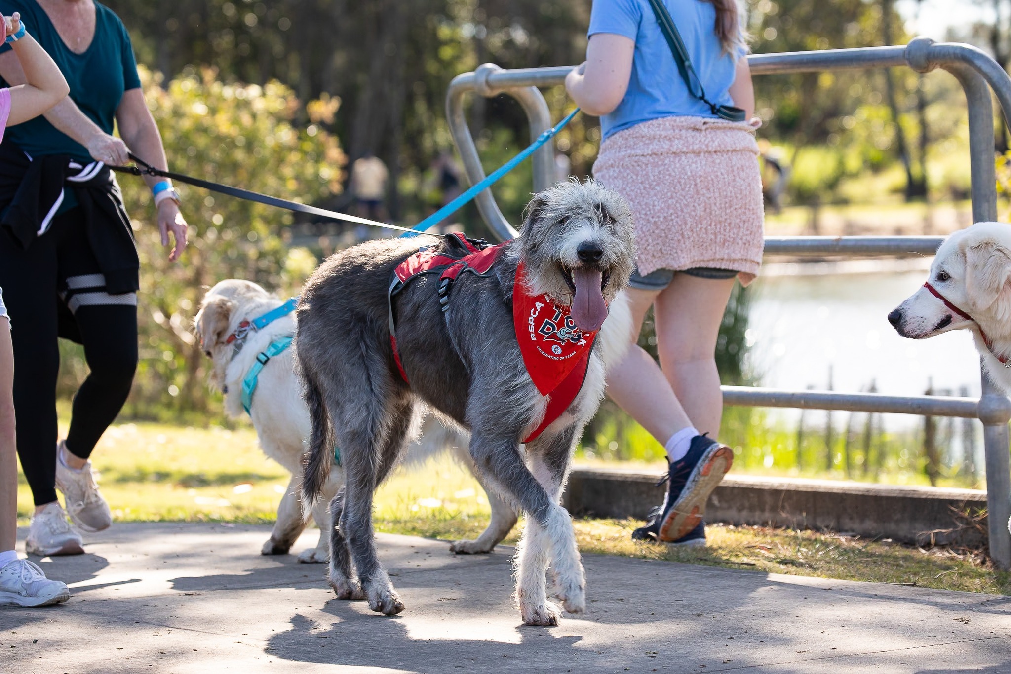 Dog lovers unite for RSPCA Million Paws Walk