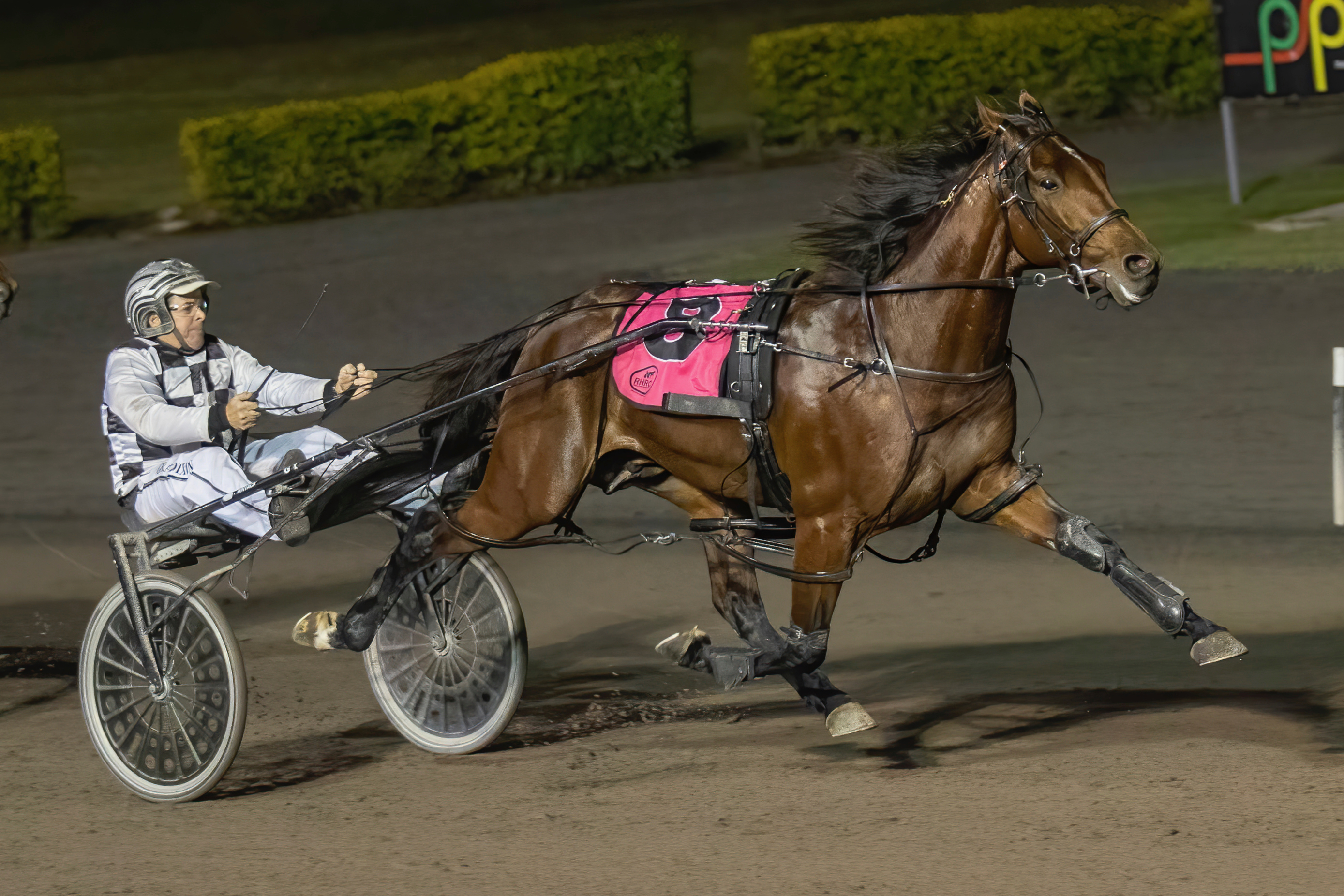 Two big nights for Redcliffe Harness Racing Club