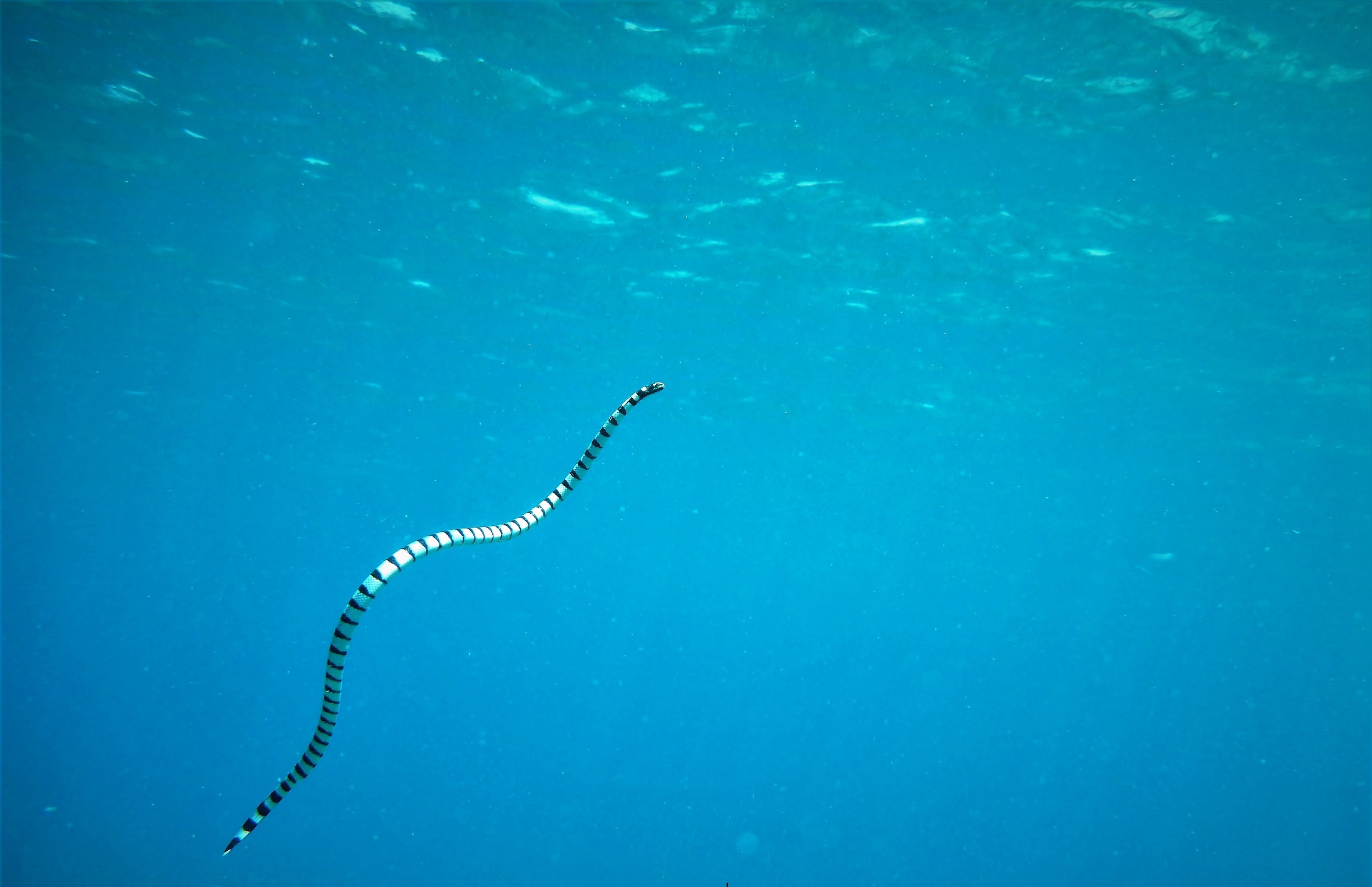 Dr Dazza: Let’s talk about sea snakes