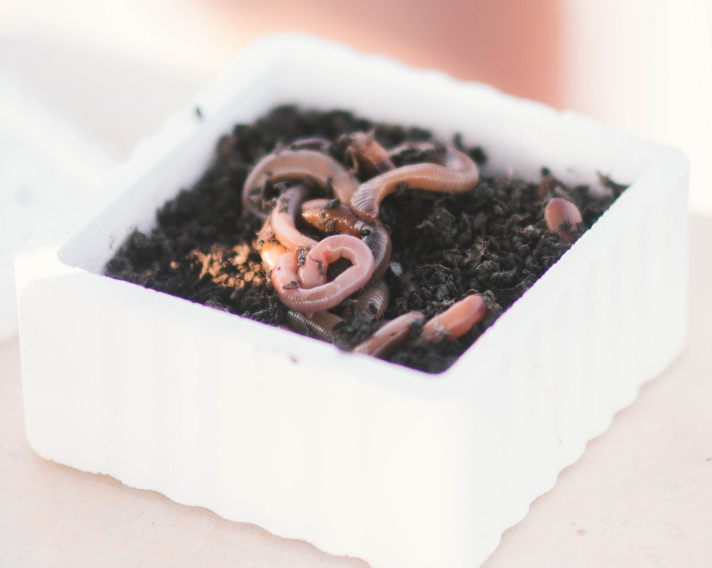 Ask Dr Dazza | Surf Worms