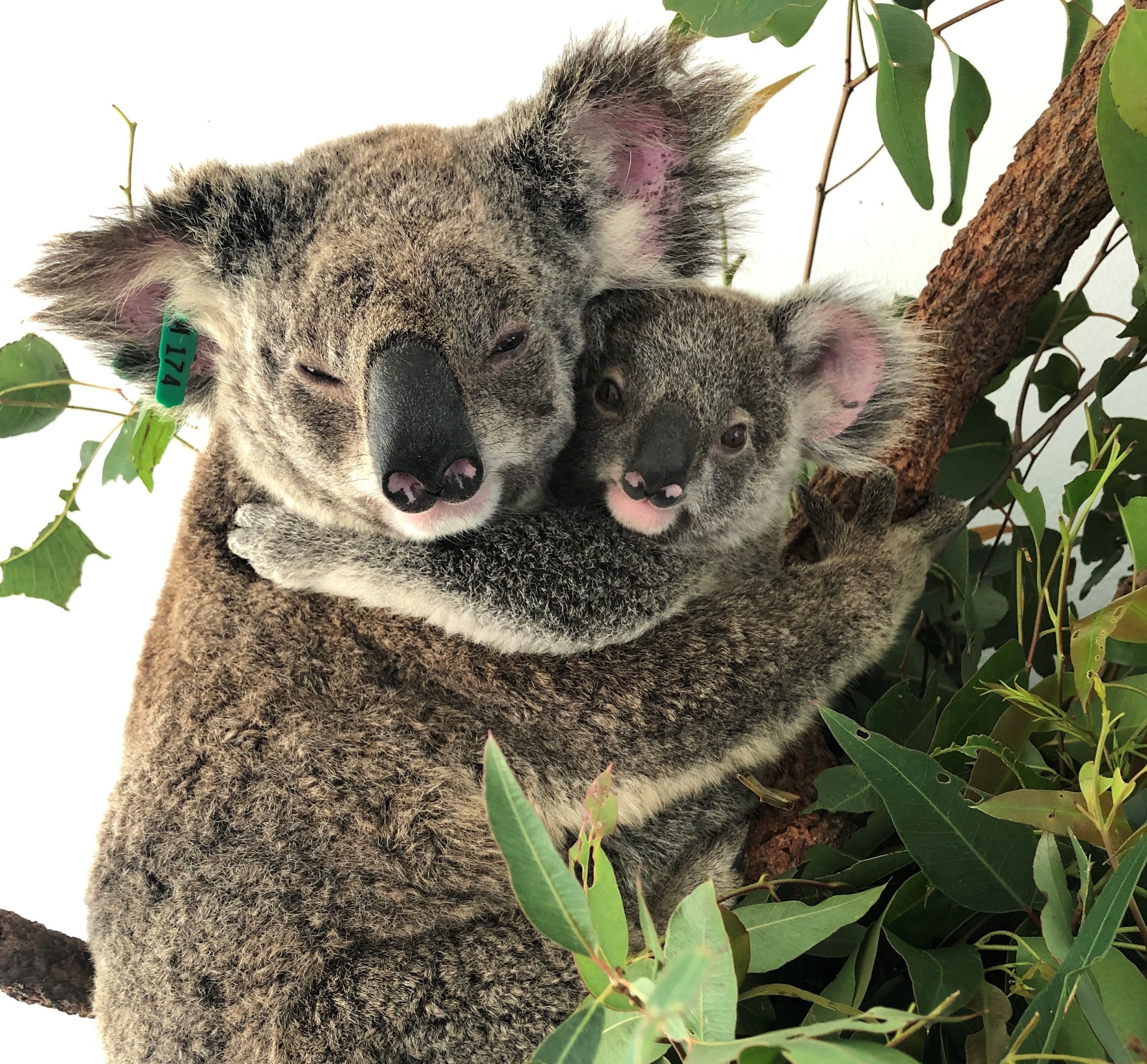 Moreton Bay Regional Council Budget: Divisions 7-9 highlights