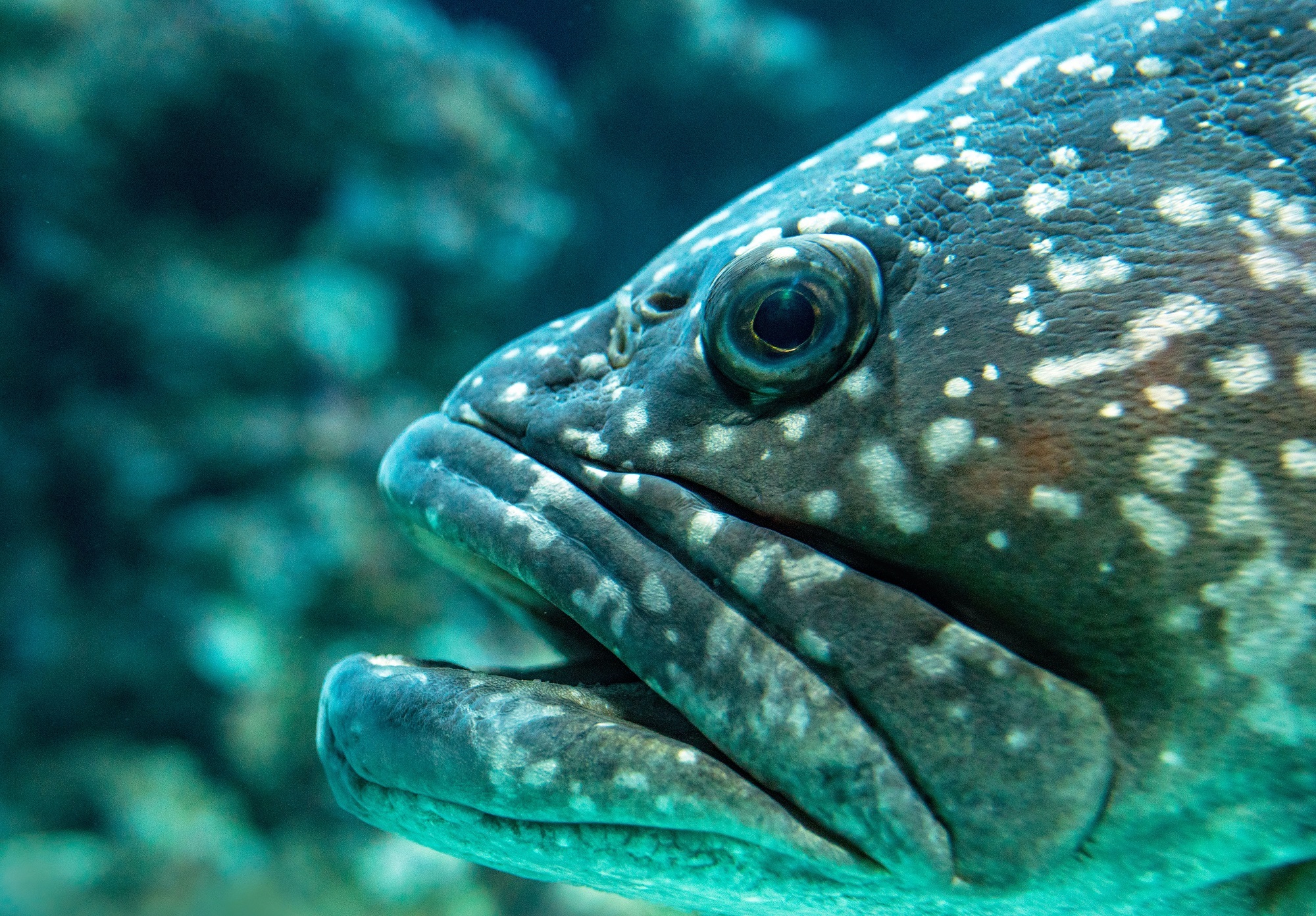 Ask Dr Dazza | Queensland Groper
