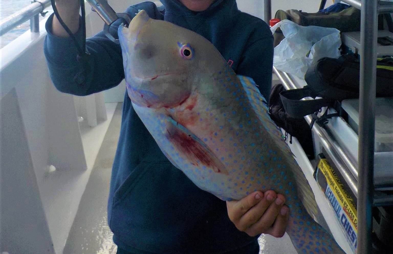 Ask Dr Dazza: Tuskfish