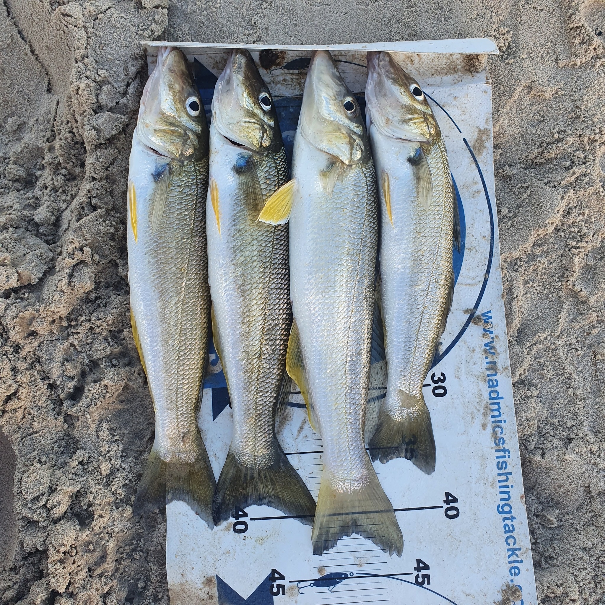 Fishing tips: How to catch whiting in Moreton Bay