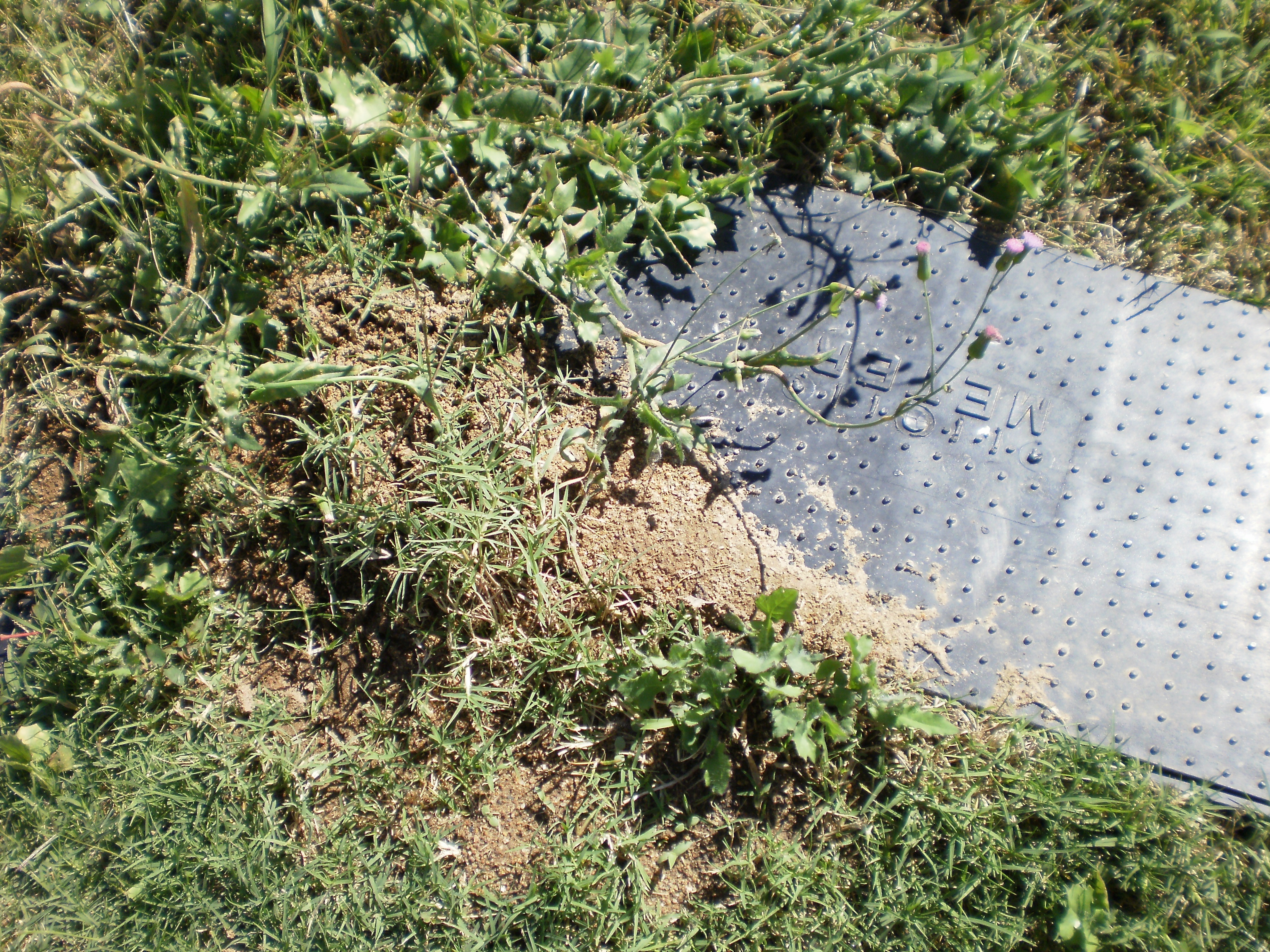 Fire ants warning after local nests found